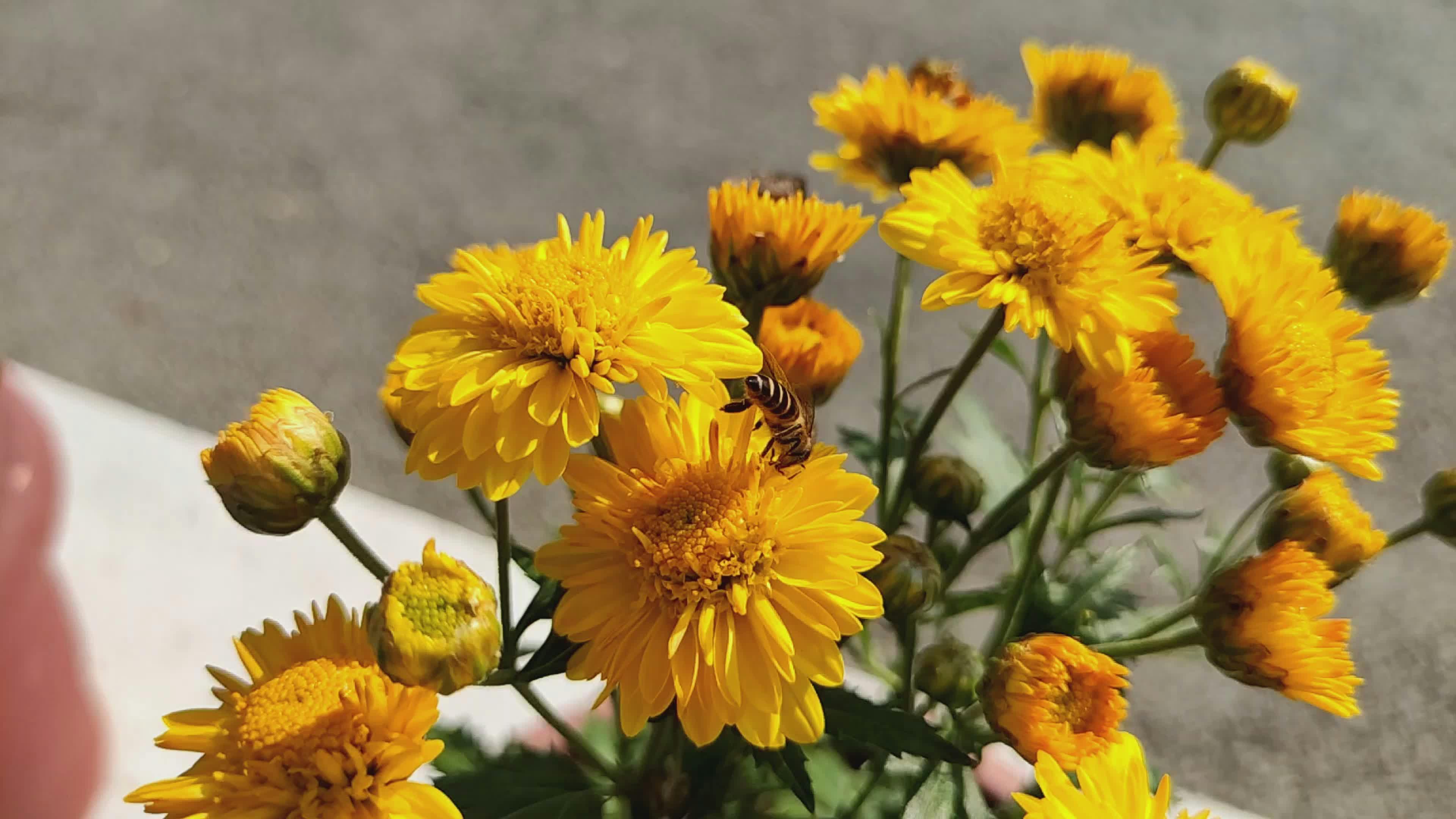 有关@户外, 4k, 4k 库存, 4k 镜头, 4k背景, api mellifera, 修剪花草, 免费股票视频, 冷靜, 动物行为 ...