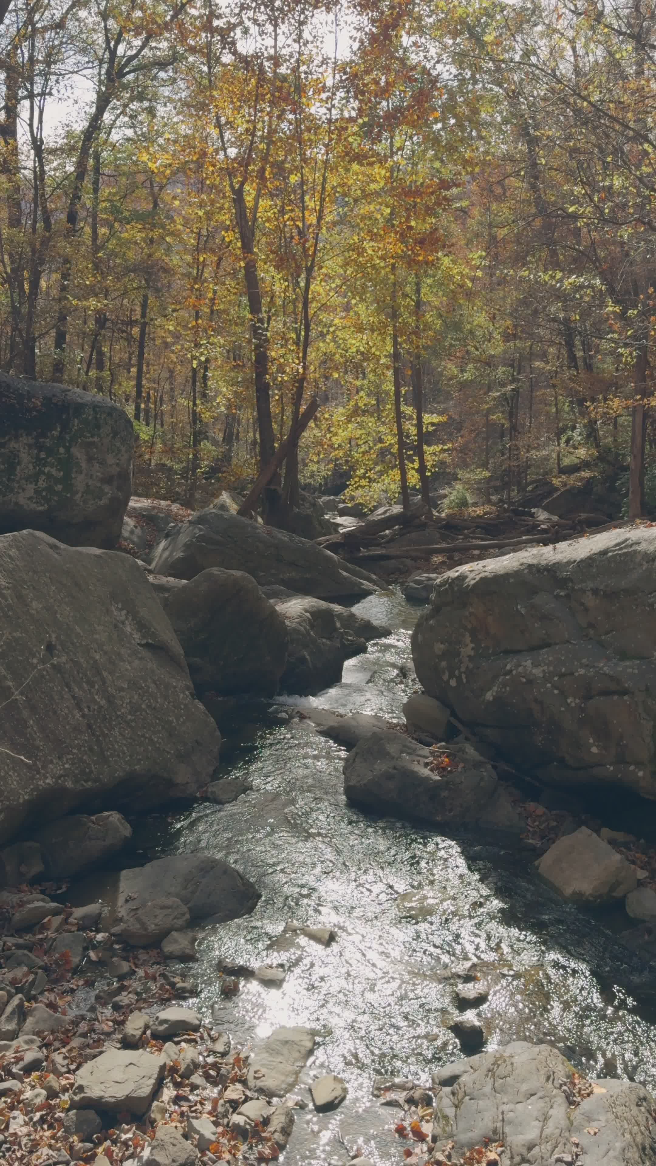 Serene Autumn Creek in Chattanooga Forest Free Stock Video Footage ...