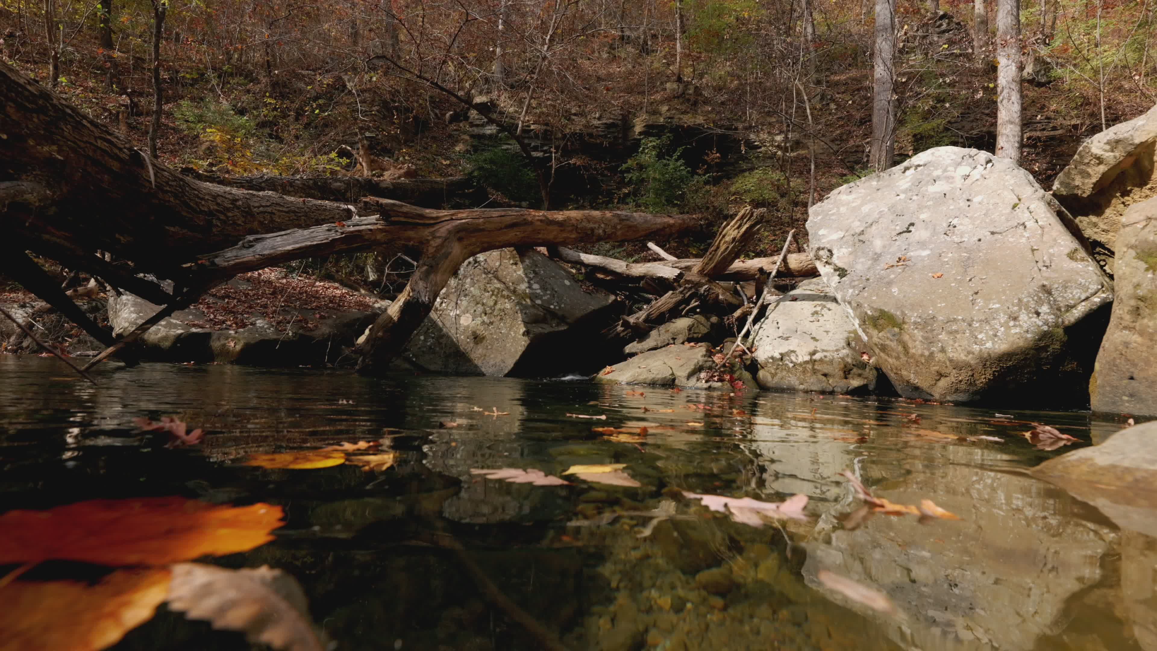 Tranquil Autumn Creek with Floating Leaves Free Stock Video Footage ...