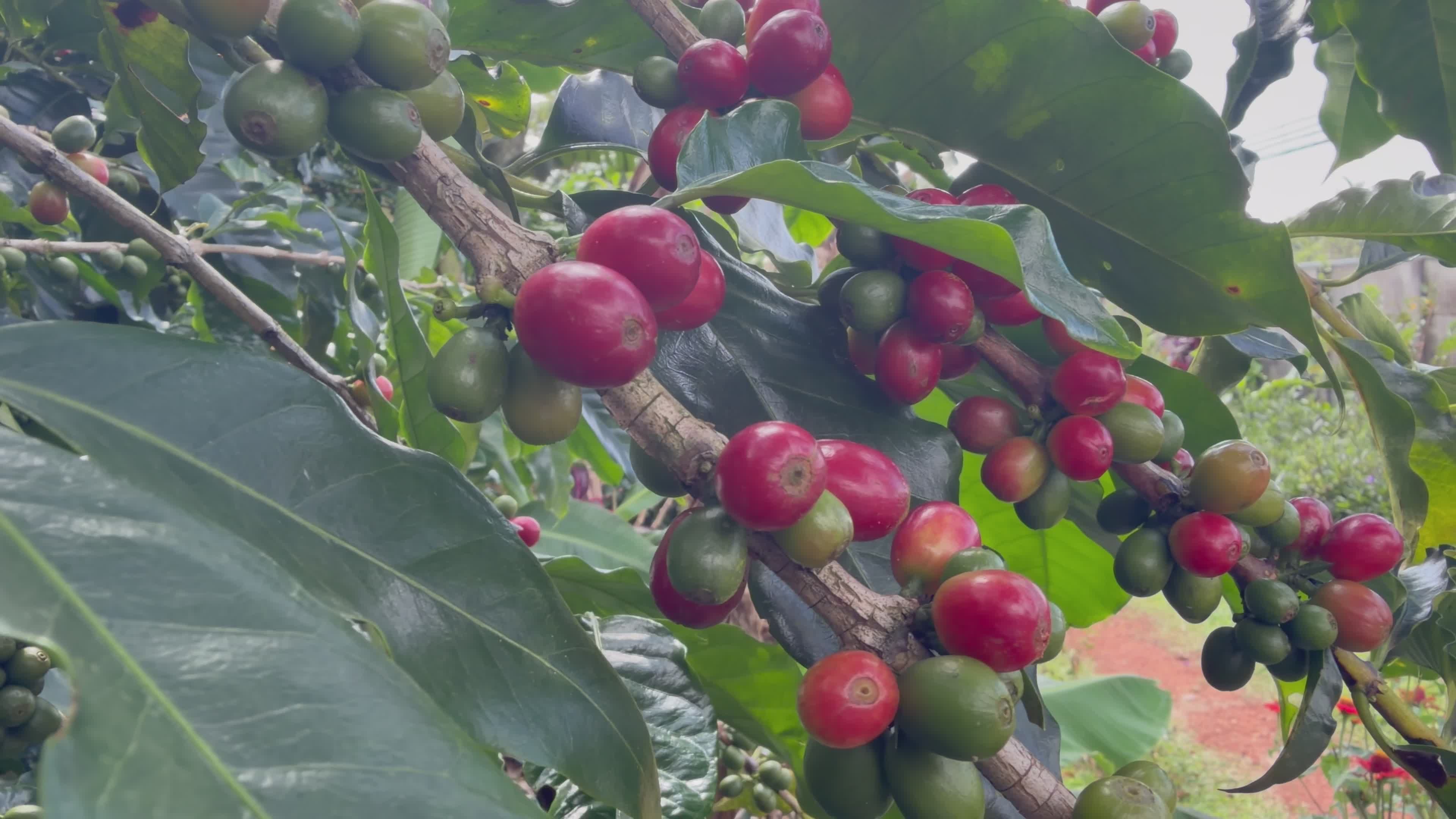 Close-up of Ripe Coffee Cherries on Tree Branch Free Stock Video ...