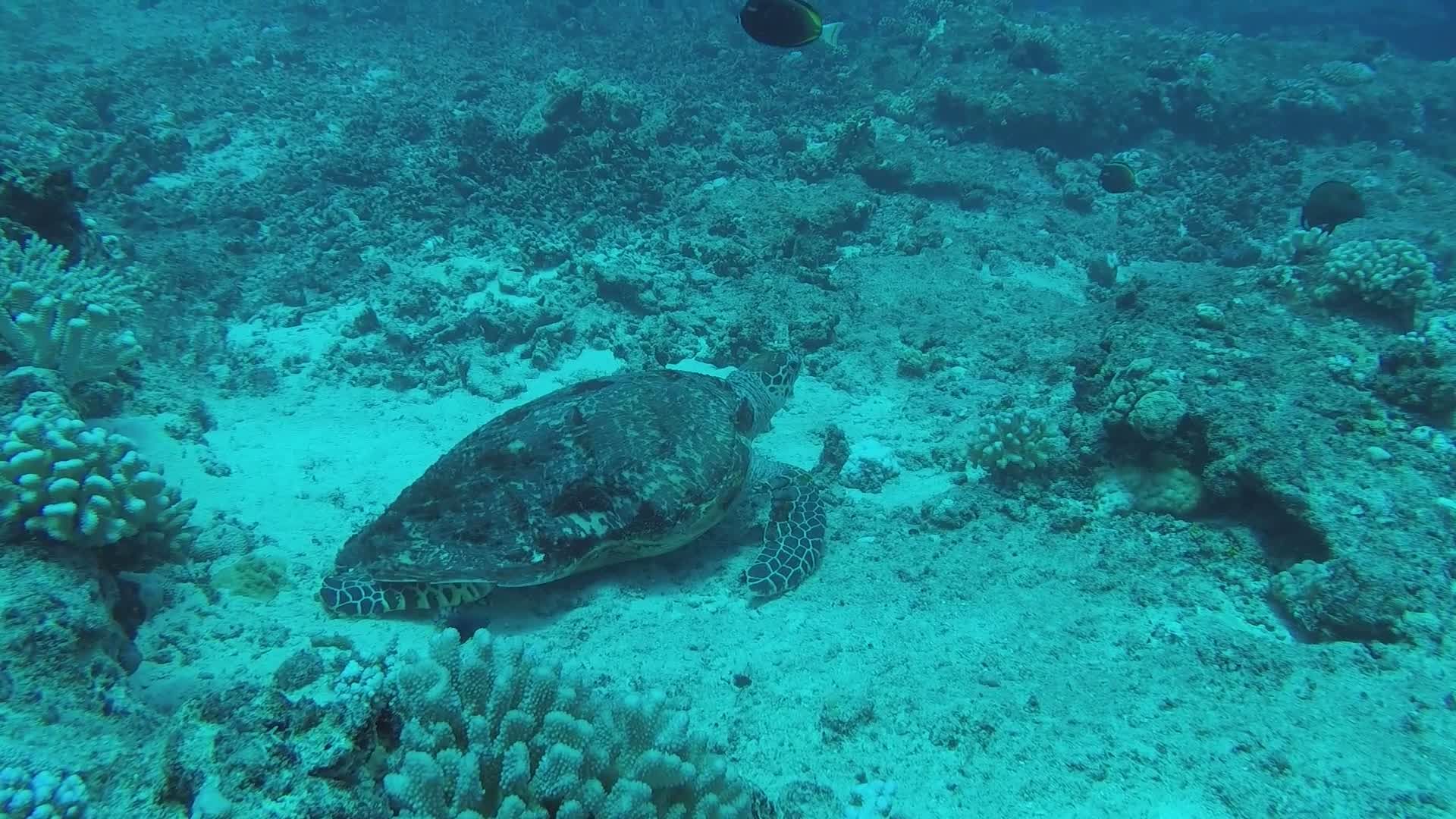 Tortuga Marina Pacífica Descansando En Un Arrecife De Coral · Vídeo de ...