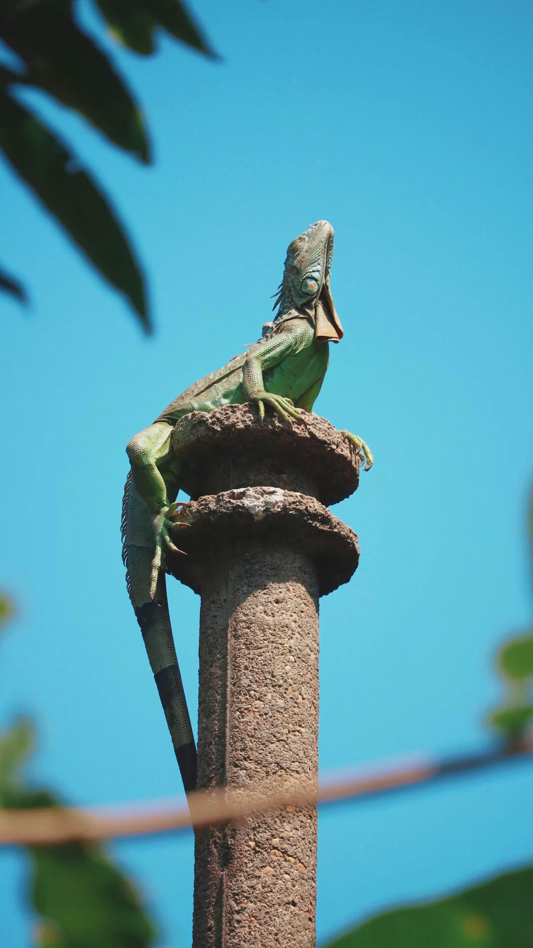 Green Iguana Sunbathing on a Pole Outdoors Free Stock Video Footage ...