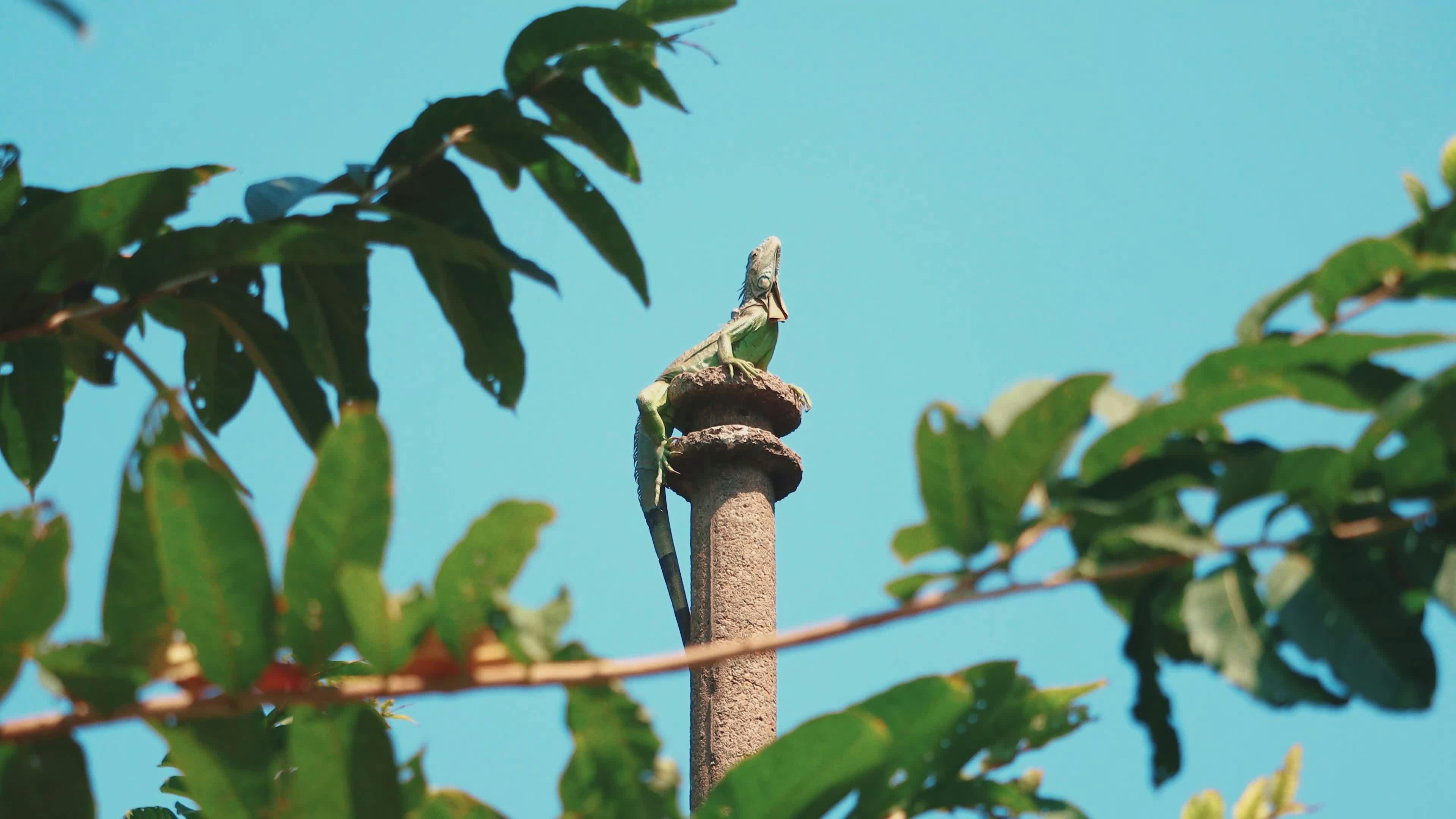Green Iguana on a Pole Surrounded by Leaves Free Stock Video Footage ...