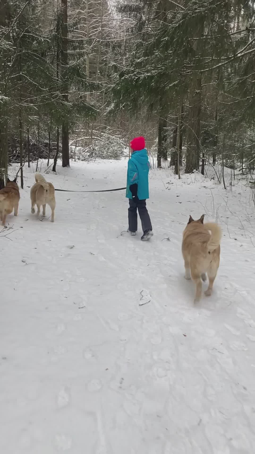 Winter Dog Walk in Snowy Forest Free Stock Video Footage, Royalty-Free ...