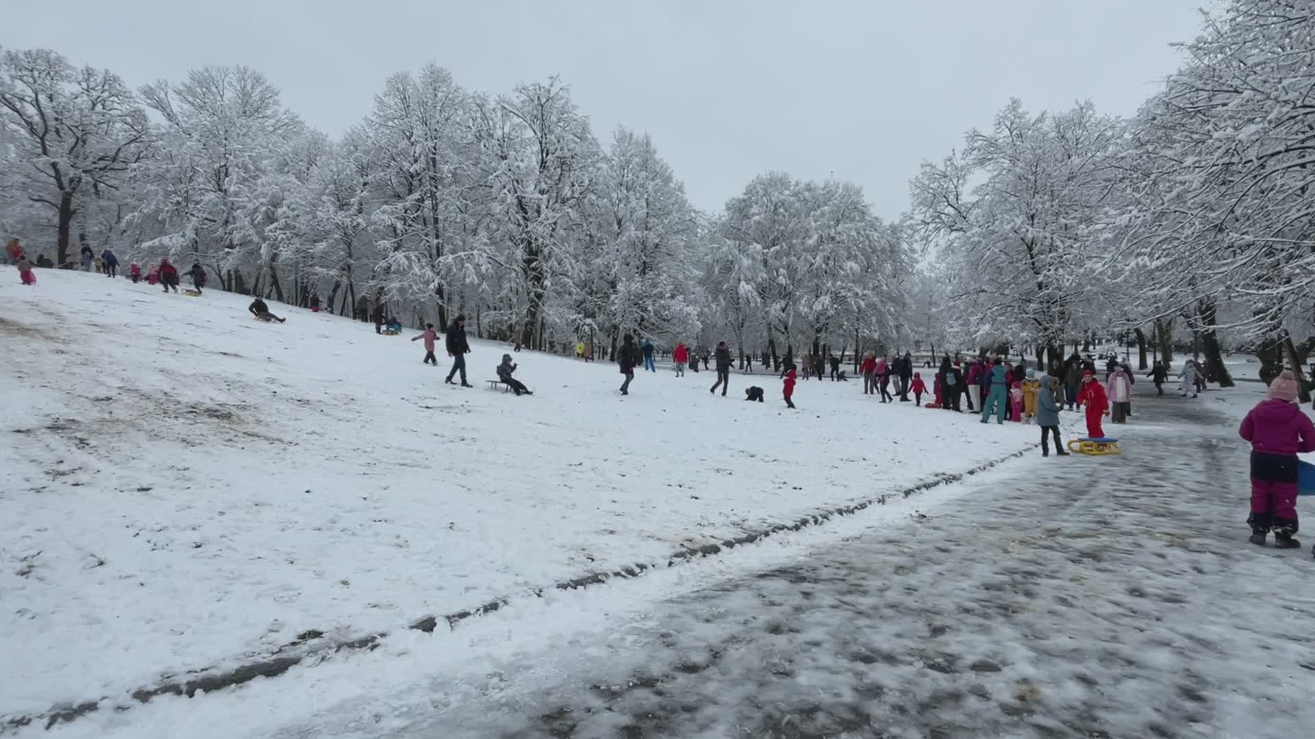 Winter Fun: Families Sledding in Snowy Park Free Stock Video Footage ...