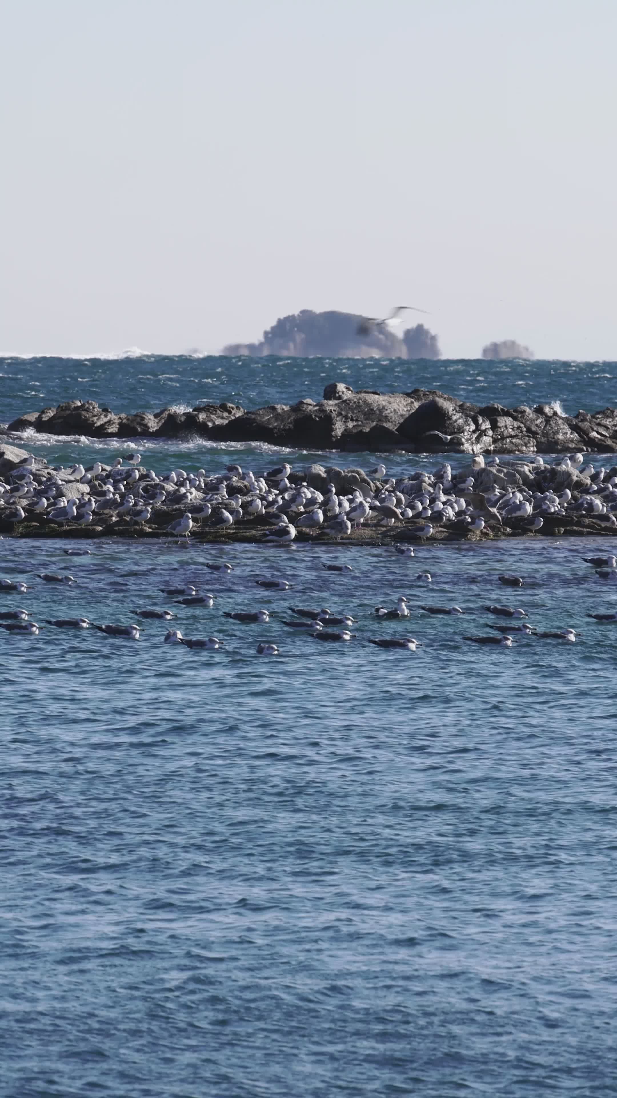Seagulls Flocking on Rocky Sea Shoreline Free Stock Video Footage ...