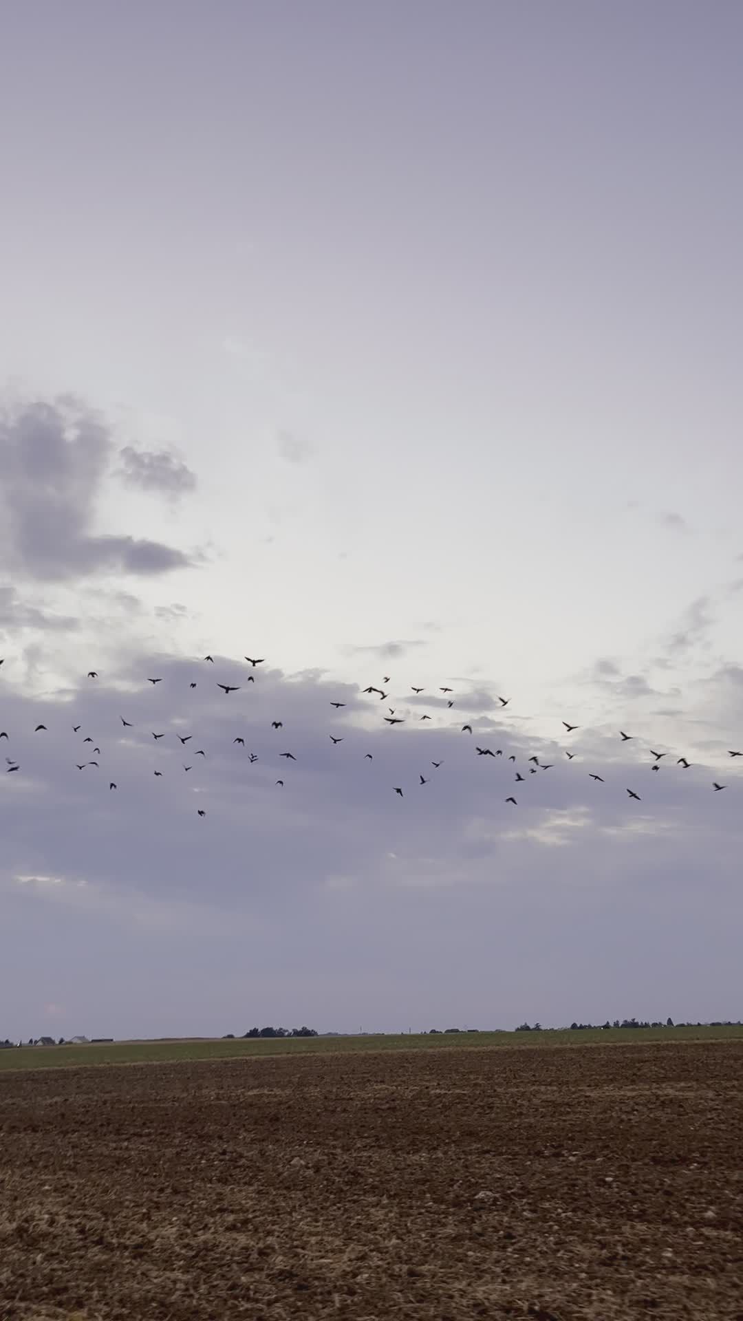 Flock of Birds Flying in Rural French Countryside Free Stock Video ...