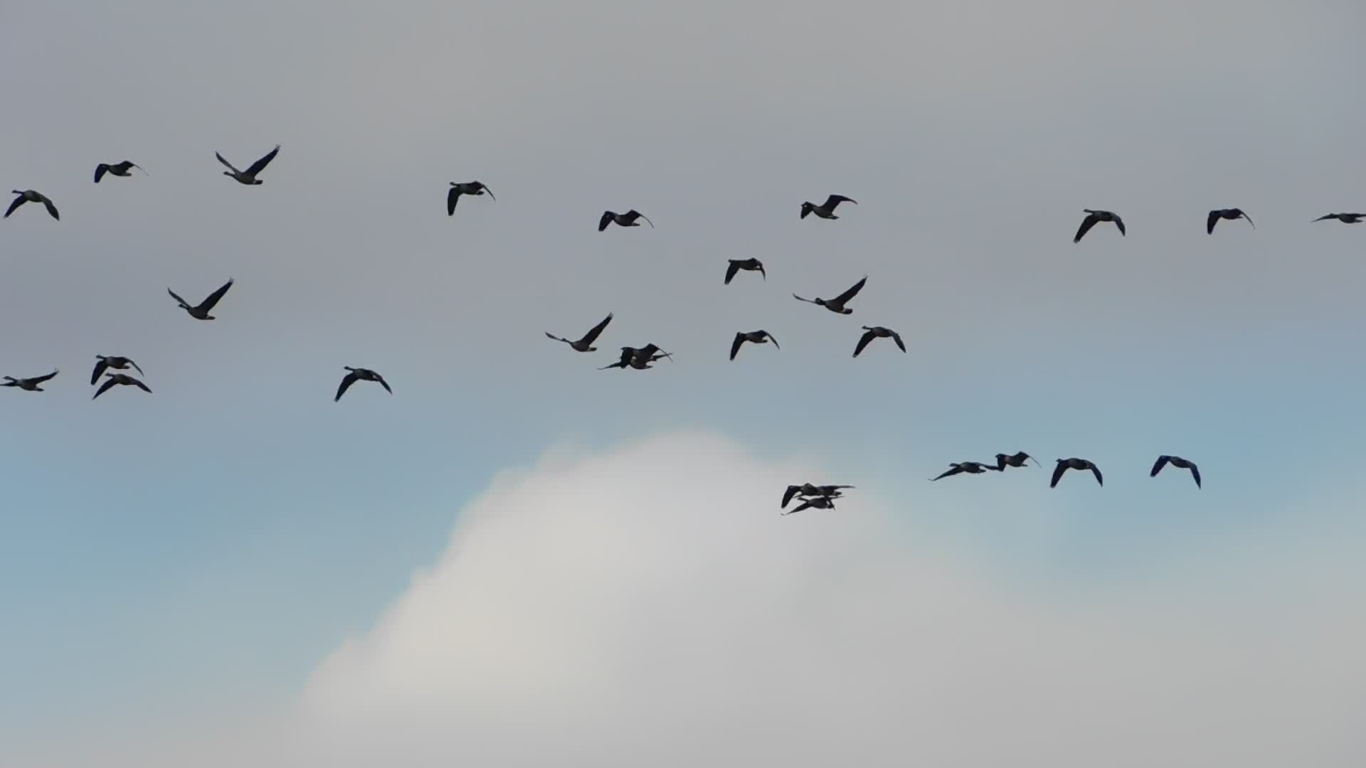 Migrating Flock of Birds Flying in Formation Free Stock Video Footage ...