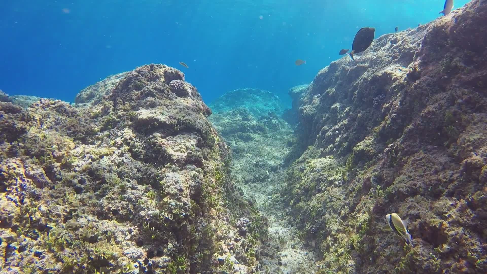 Exploring Vibrant Coral Reefs Underwater Free Stock Video Footage ...