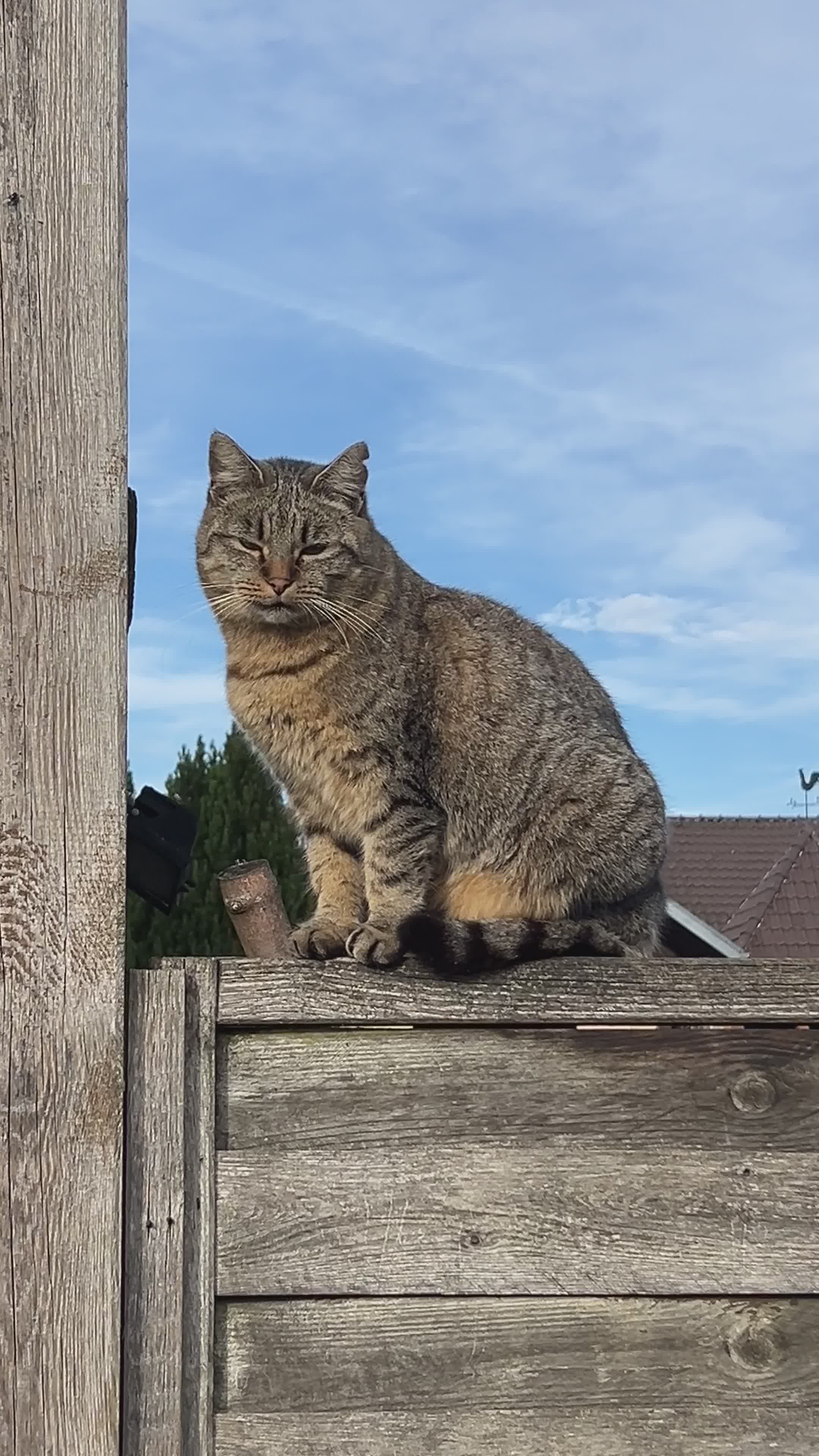 Fluffy Gray Cat Perched on Wooden Fence Outdoors Free Stock Video ...