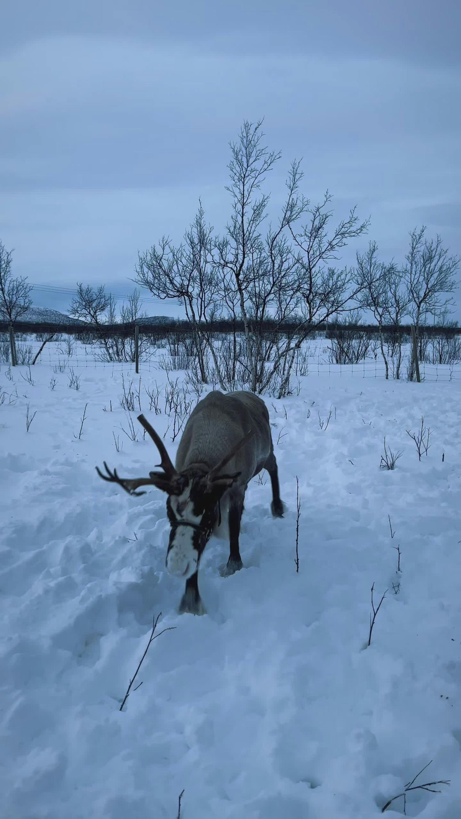 Animated Reindeer Videos, Download The BEST Free 4k Stock Video Footage ...