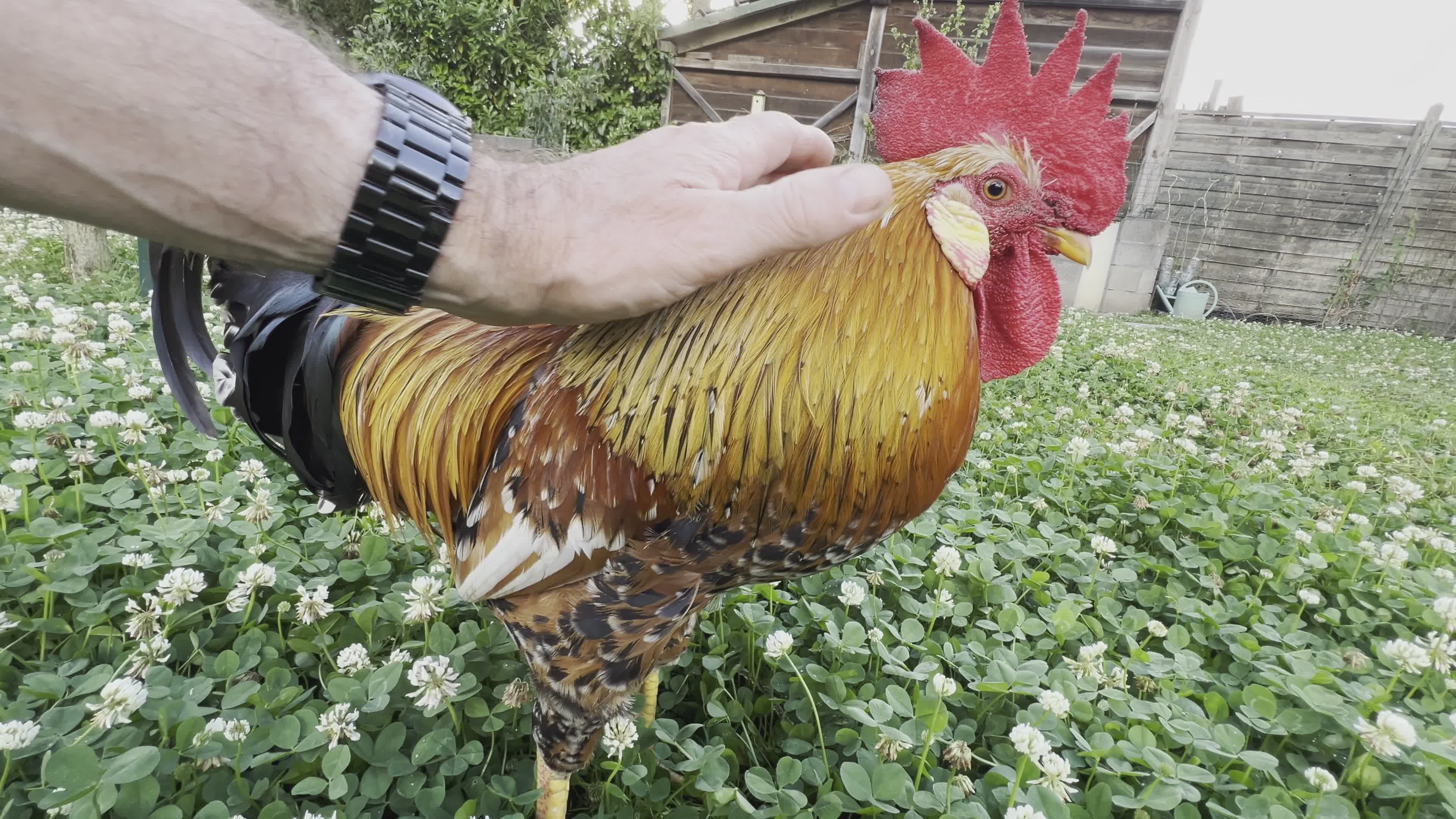 Gentle Rooster and Hen Interaction in Rural Farm Free Stock Video ...