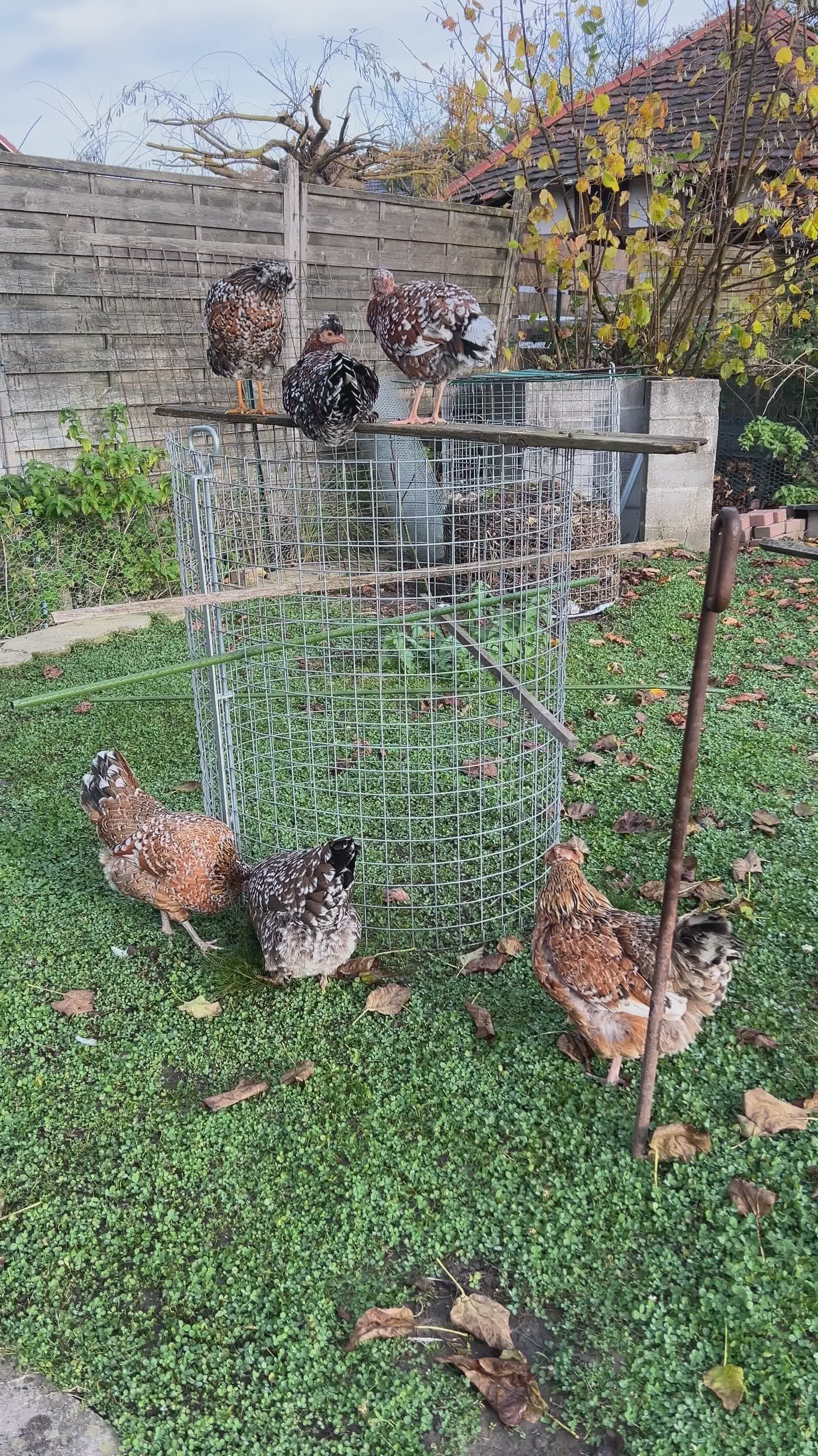 Free-Range Hen in Sunny Rural Coop Free Stock Video Footage, Royalty ...