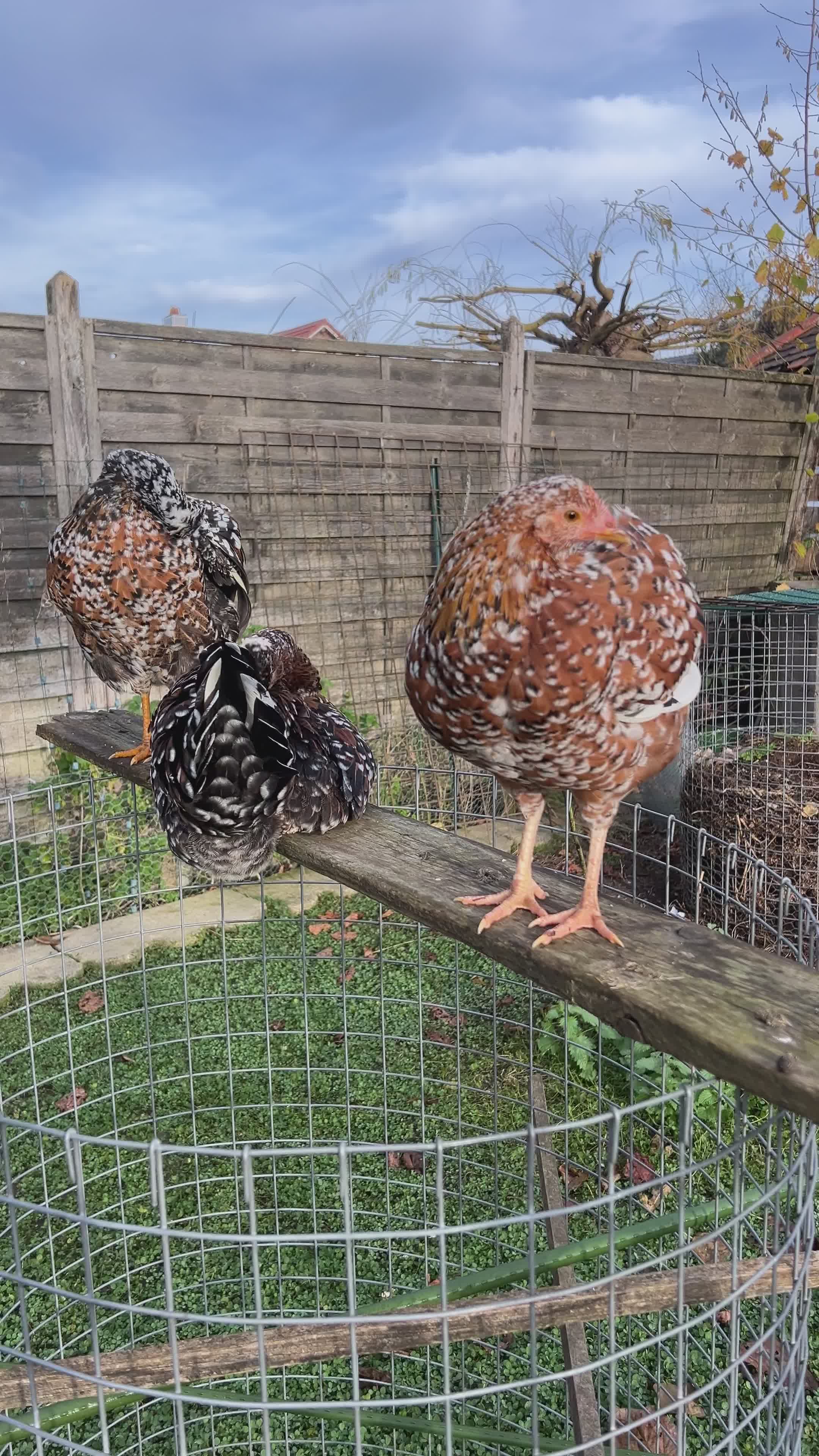 Chickens Perched in a Rural Chicken Coop Free Stock Video Footage ...