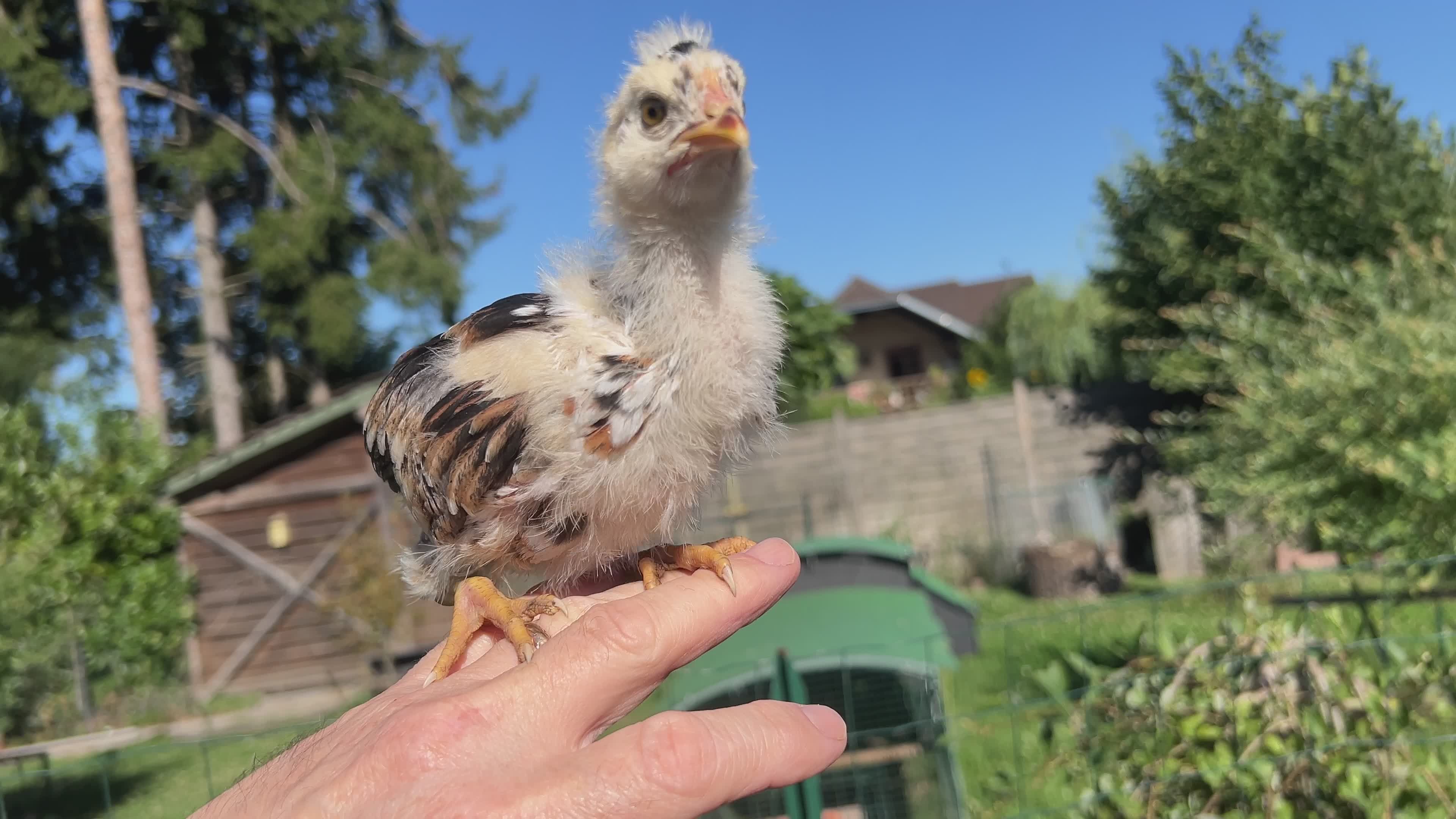 Adorable Baby Chick on Hand in Rural Setting Free Stock Video Footage ...