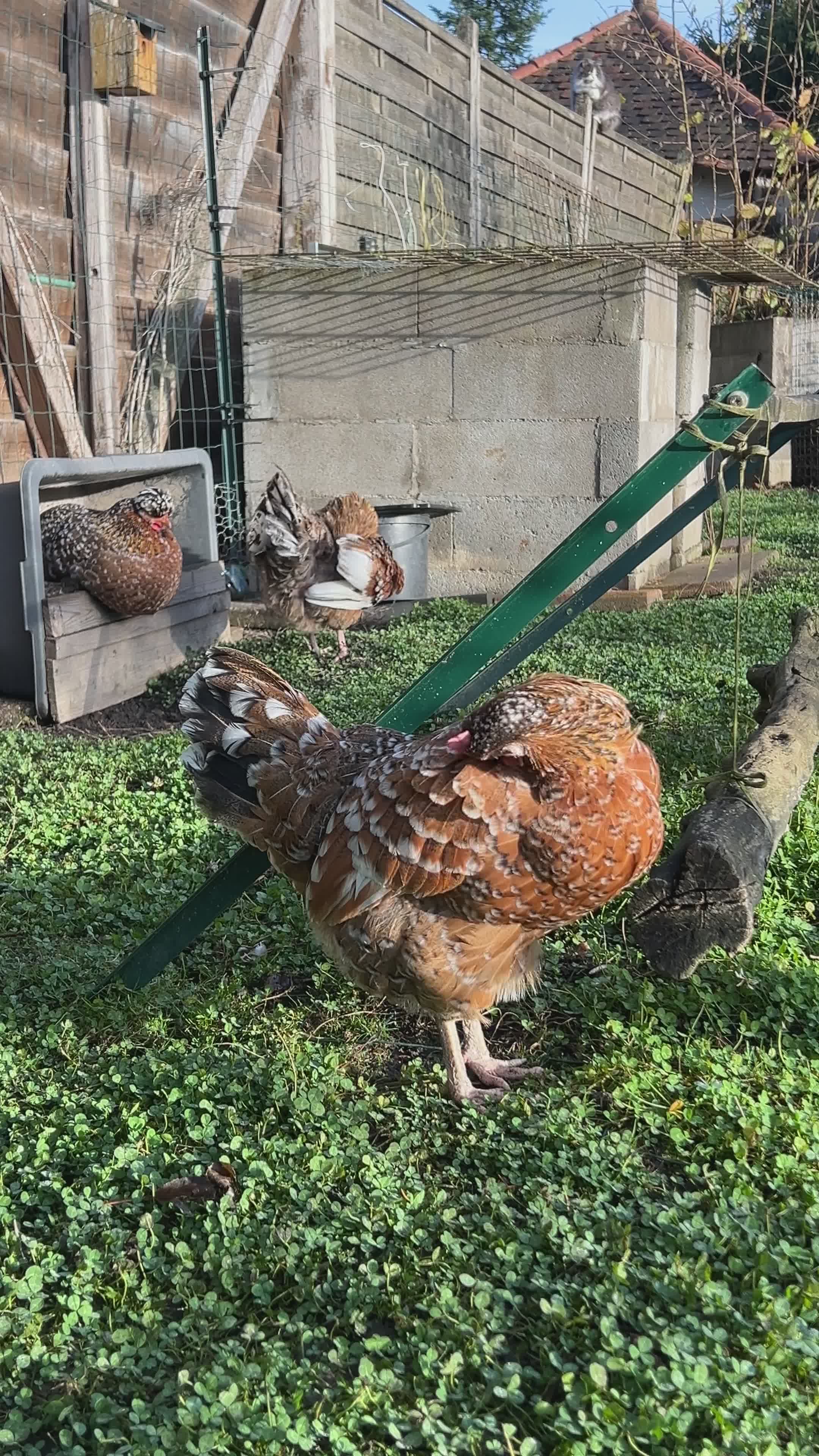 Free-Range Hen in Sunny Rural Coop Free Stock Video Footage, Royalty ...