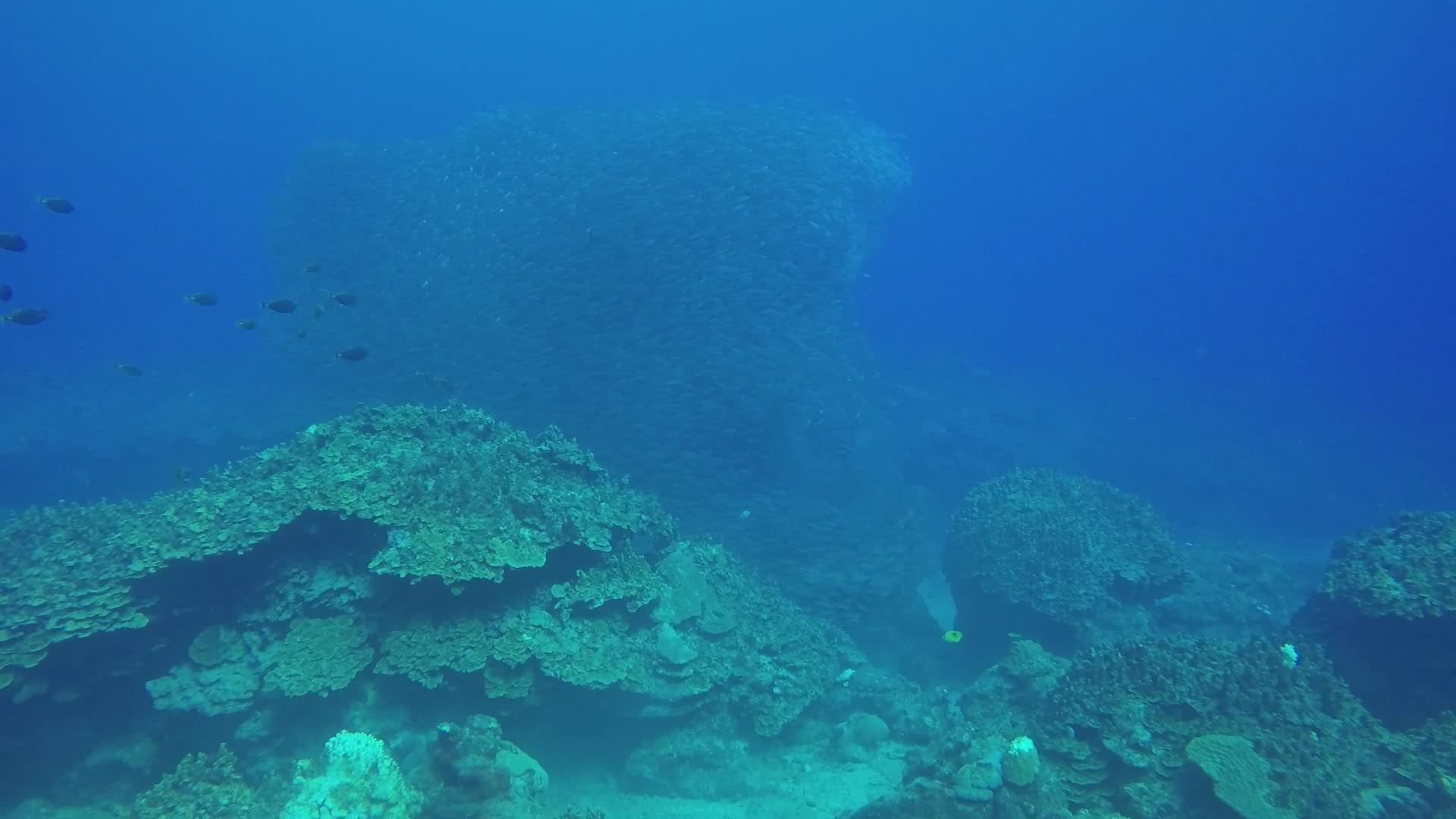 Stunning Underwater Scene of Coral Reefs Free Stock Video Footage ...