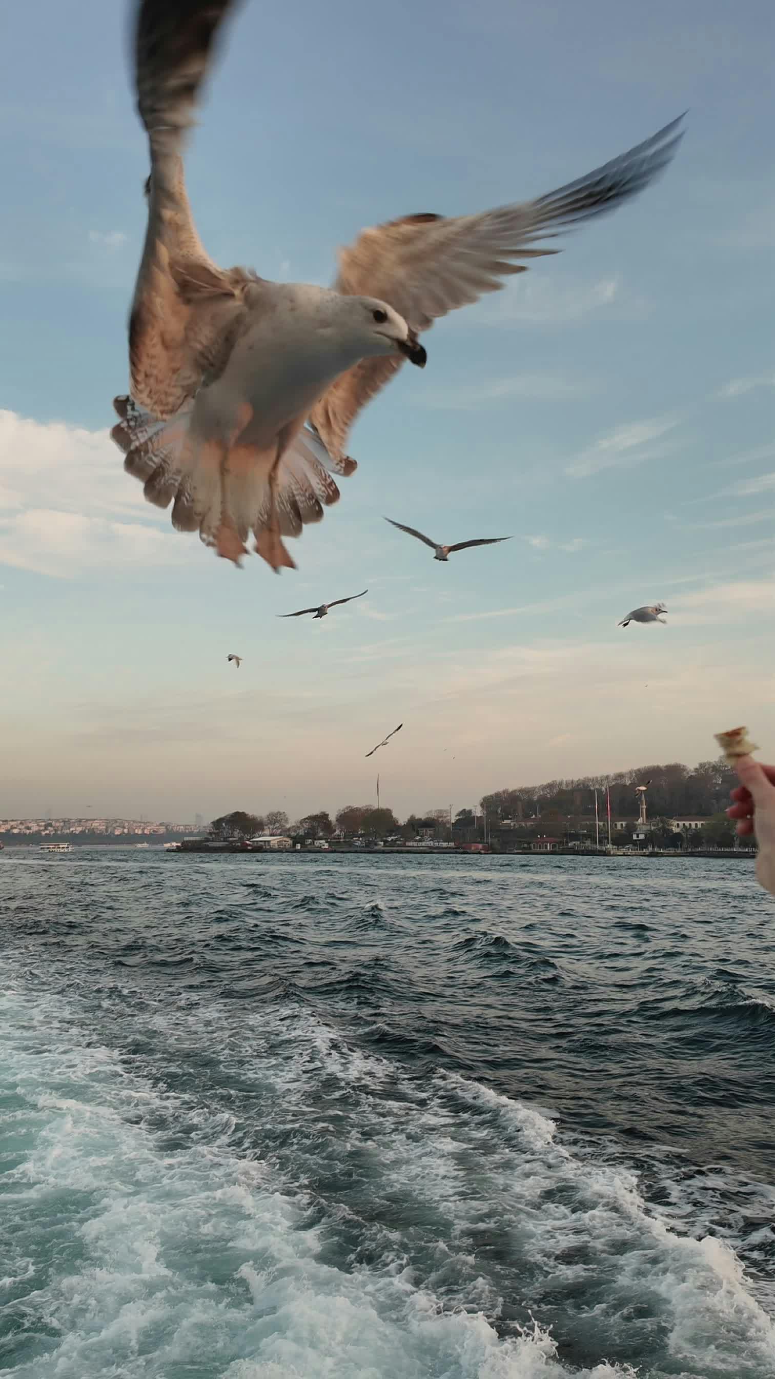 Seagulls Flying over Bosphorus with City View Free Stock Video Footage ...