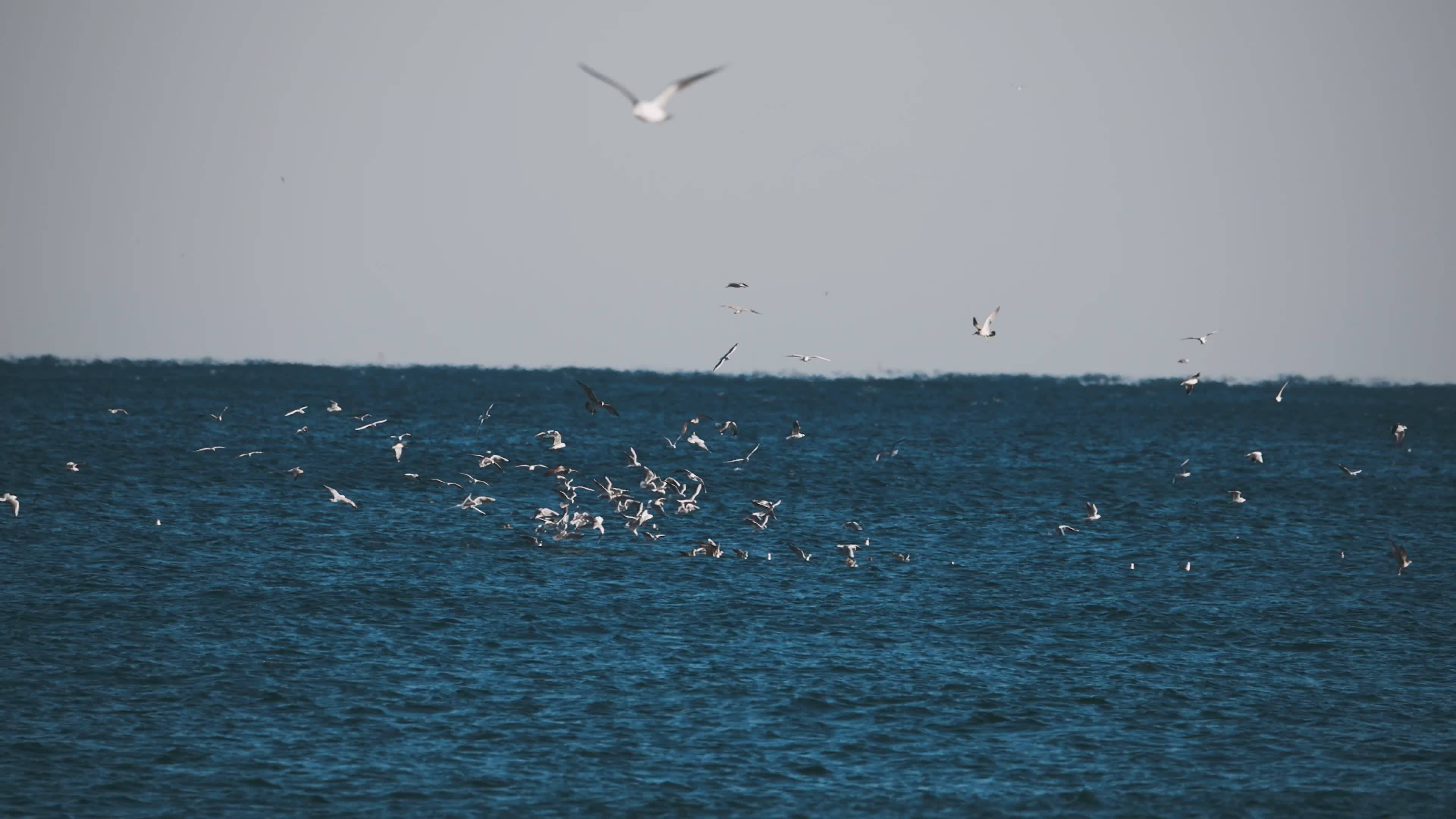 Seagulls Flocking Over The Ocean Free Stock Video Footage, Royalty-Free ...