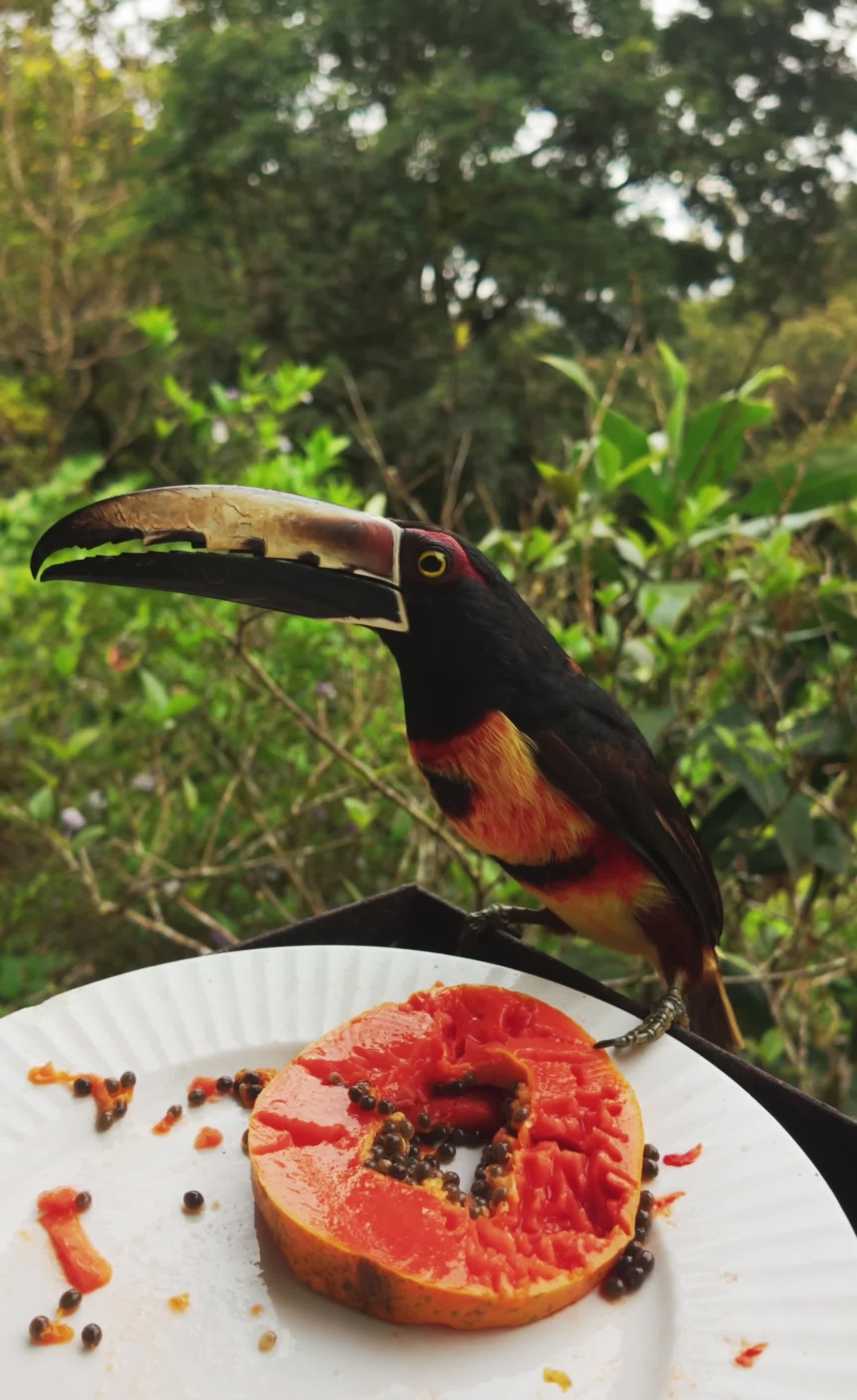 Tucán Vibrante Alimentándose En La Selva De Panamá · Vídeo de stock ...