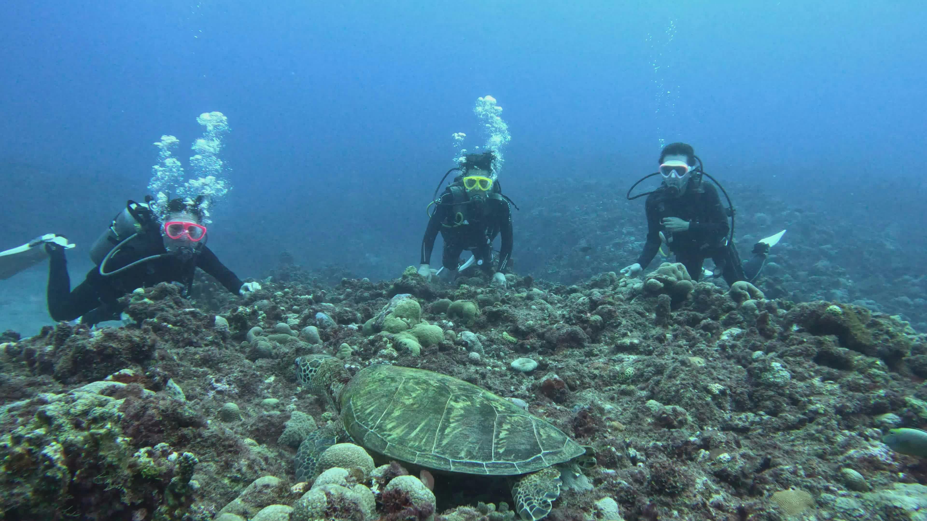 Underwater Scuba Divers Explore Turtle Habitat Free Stock Video Footage, Royalty-Free 4K & HD ...