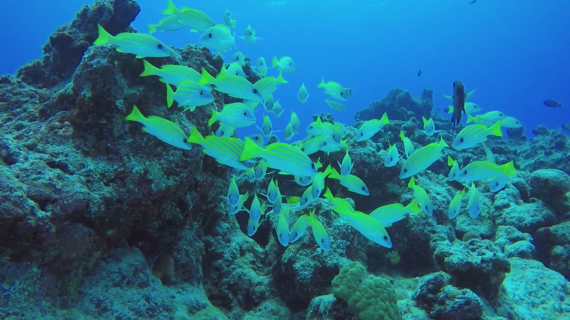 Vibrant Coral Reef with Yellow Snappers Free Stock Video Footage ...