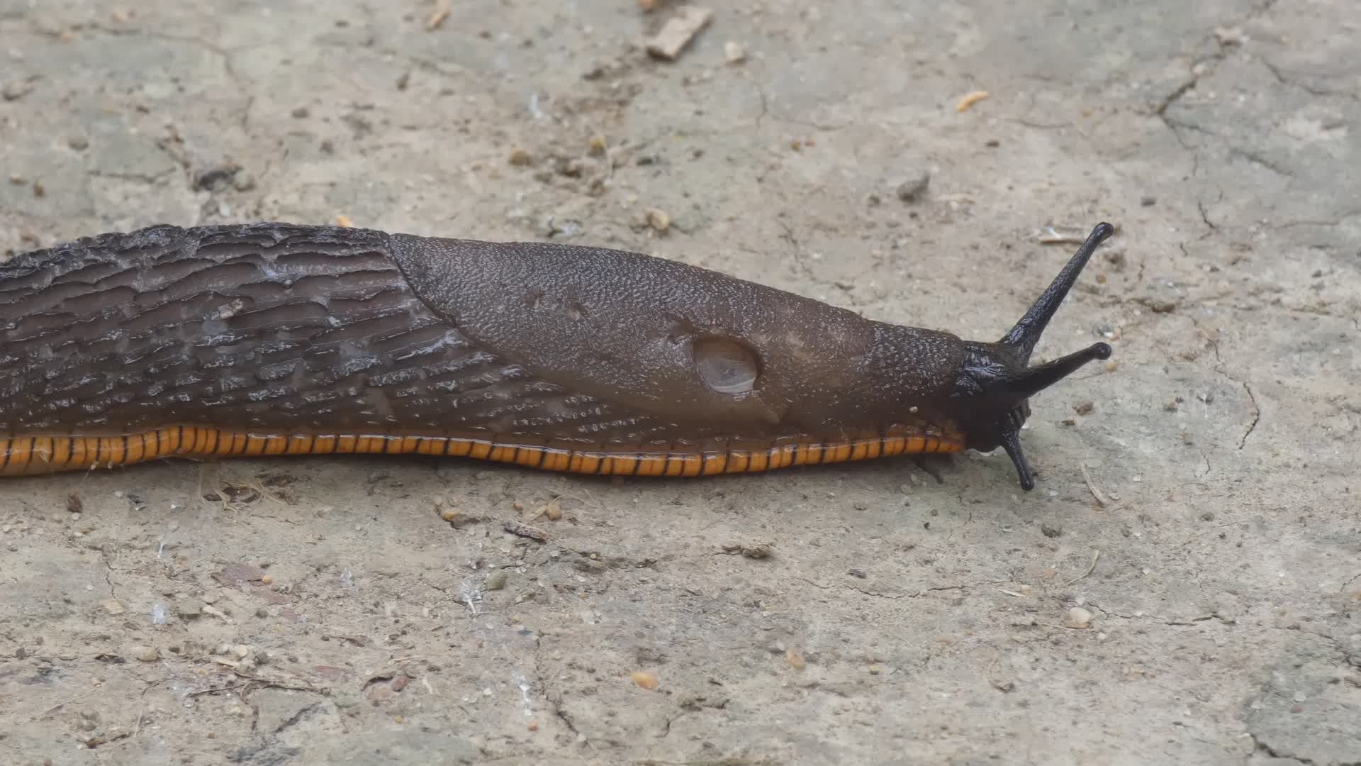 Close-Up of Brown Slug on Rocky Surface Free Stock Video Footage ...