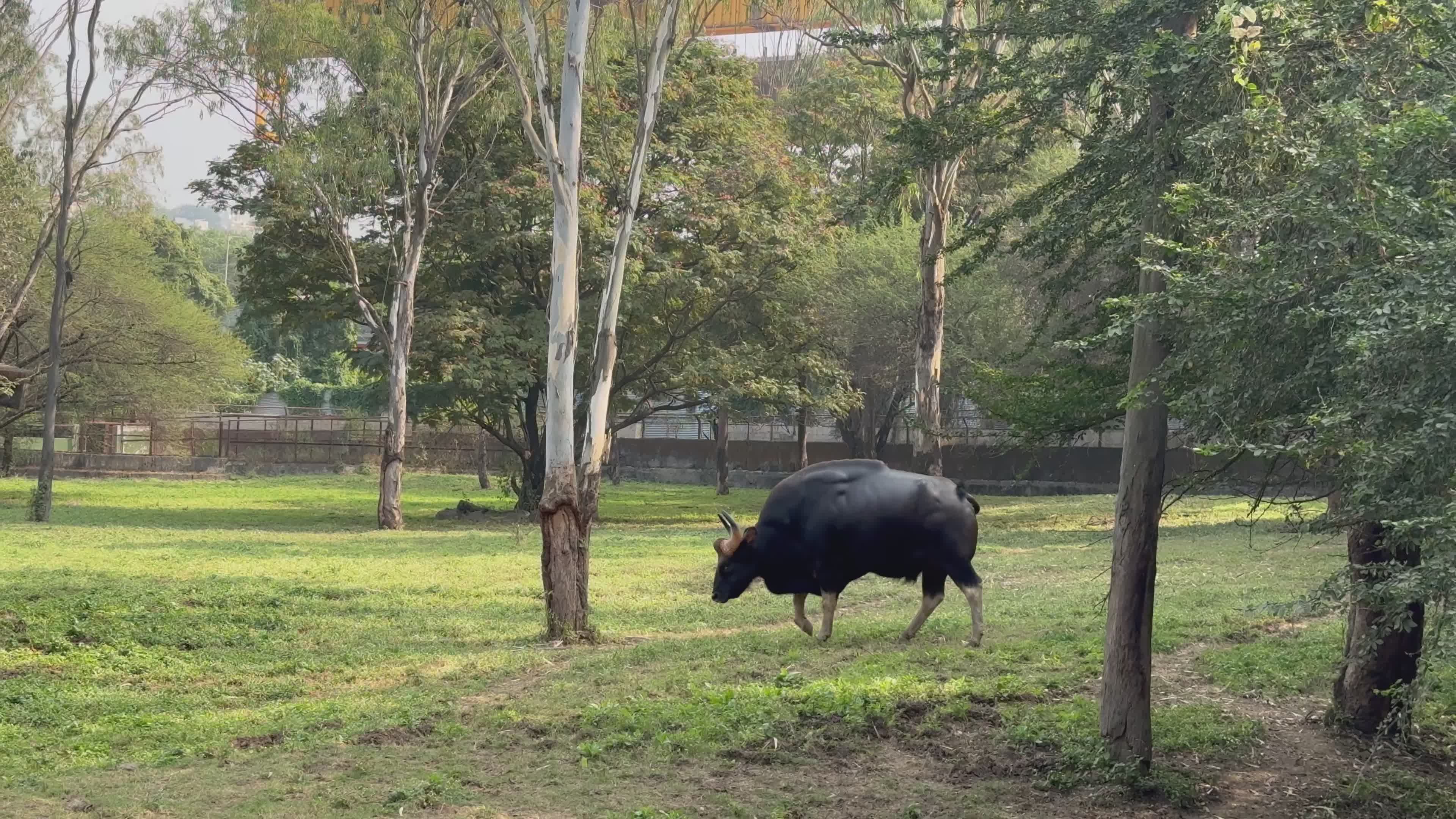 Gaur Grazing in a Lush Green Forest Setting Free Stock Video Footage ...