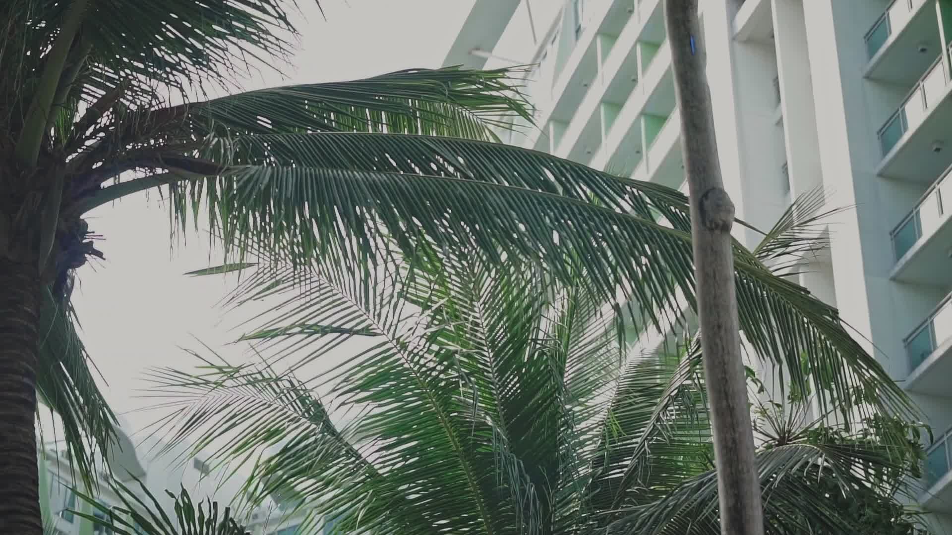 Tropical Palms with Modern High-Rise Hotel View Free Stock Video ...