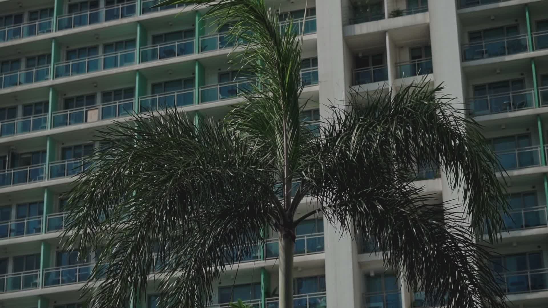 High-rise Building with Tropical Palm Tree Free Stock Video Footage ...