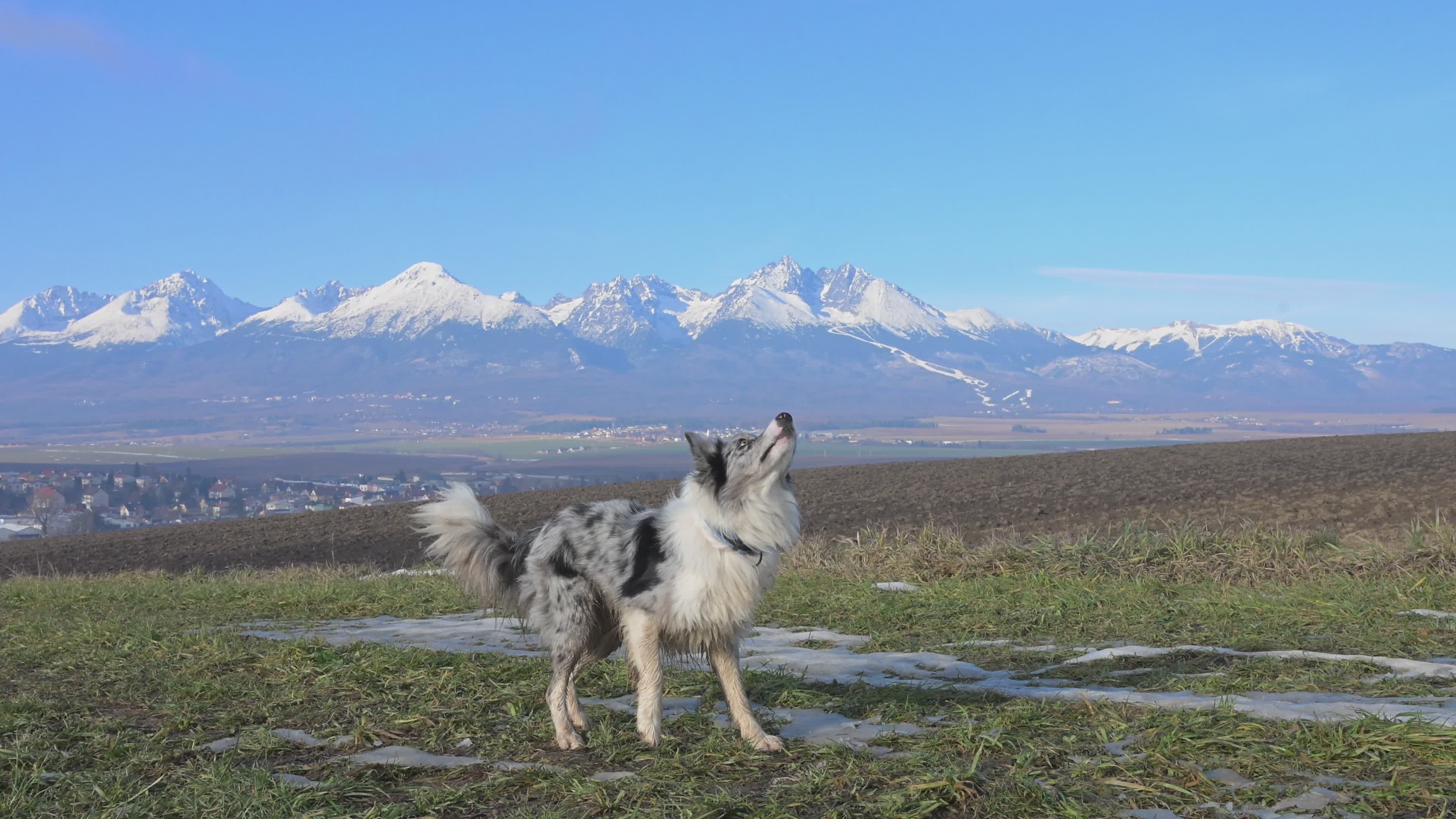 Playful Border Collie in Scenic Mountain Landscape Free Stock Video ...