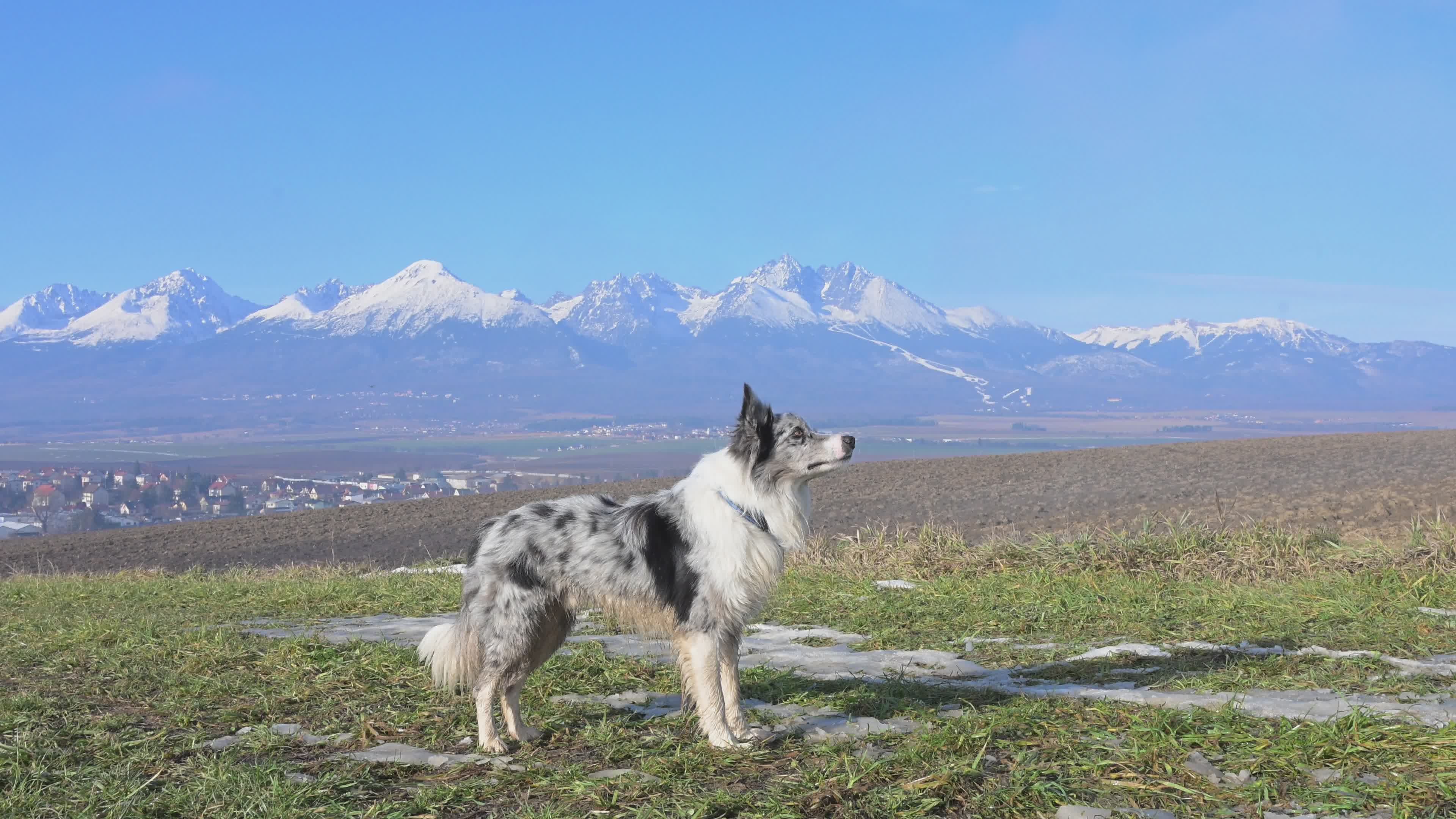 Playful Border Collie in Scenic Mountain View Free Stock Video Footage ...