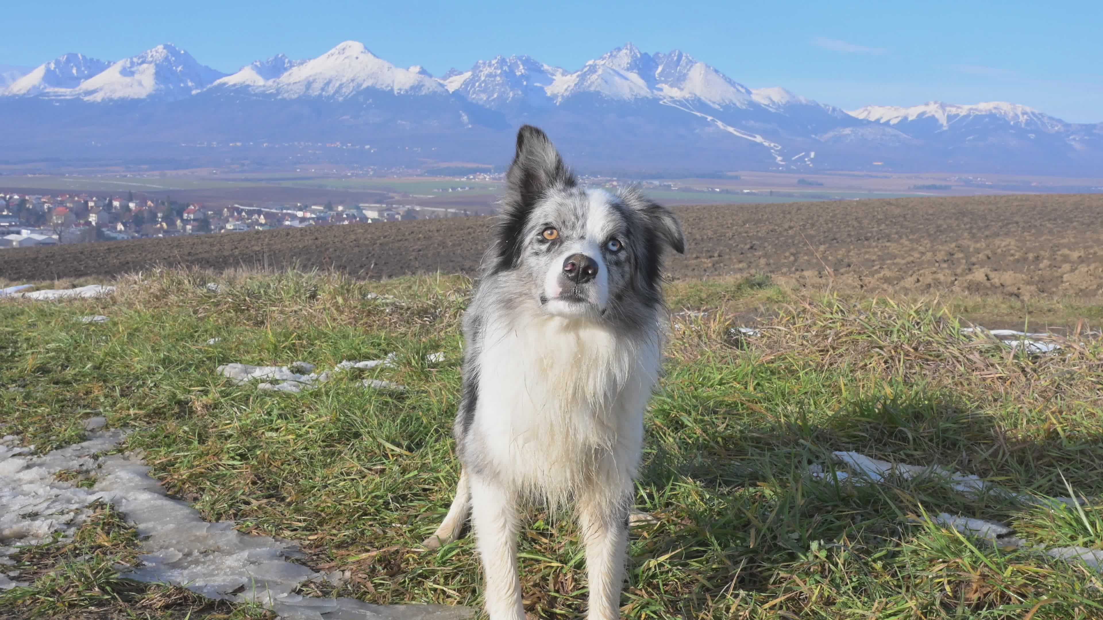 Energetic Border Collie in Scenic Mountain View Free Stock Video ...