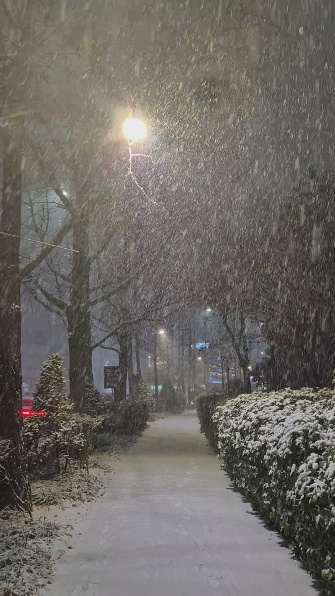 Serene Snowfall on Urban Winter Night Street Free Stock Video Footage ...