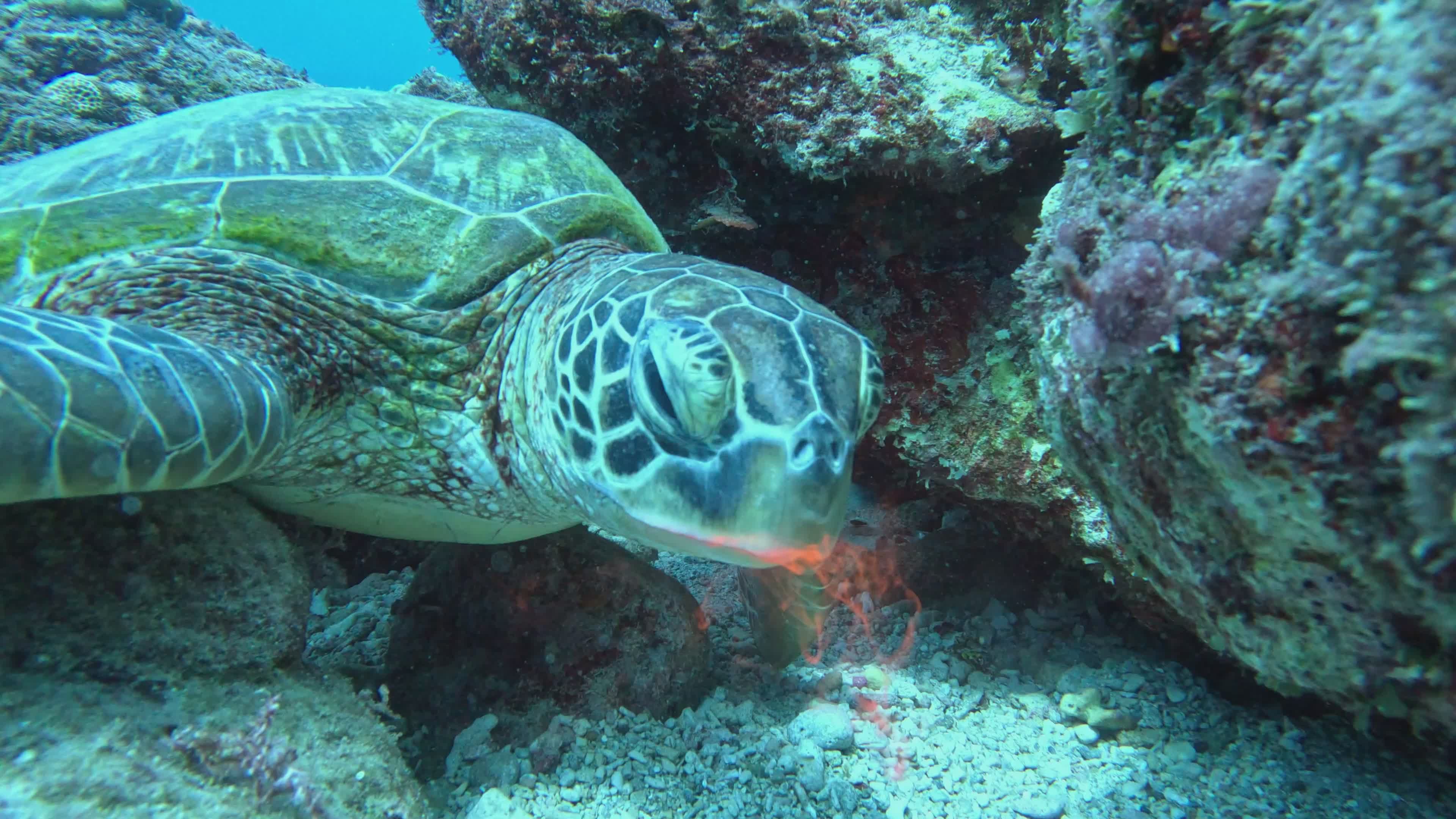 Green Sea Turtle in Vibrant Coral Reef Free Stock Video Footage ...