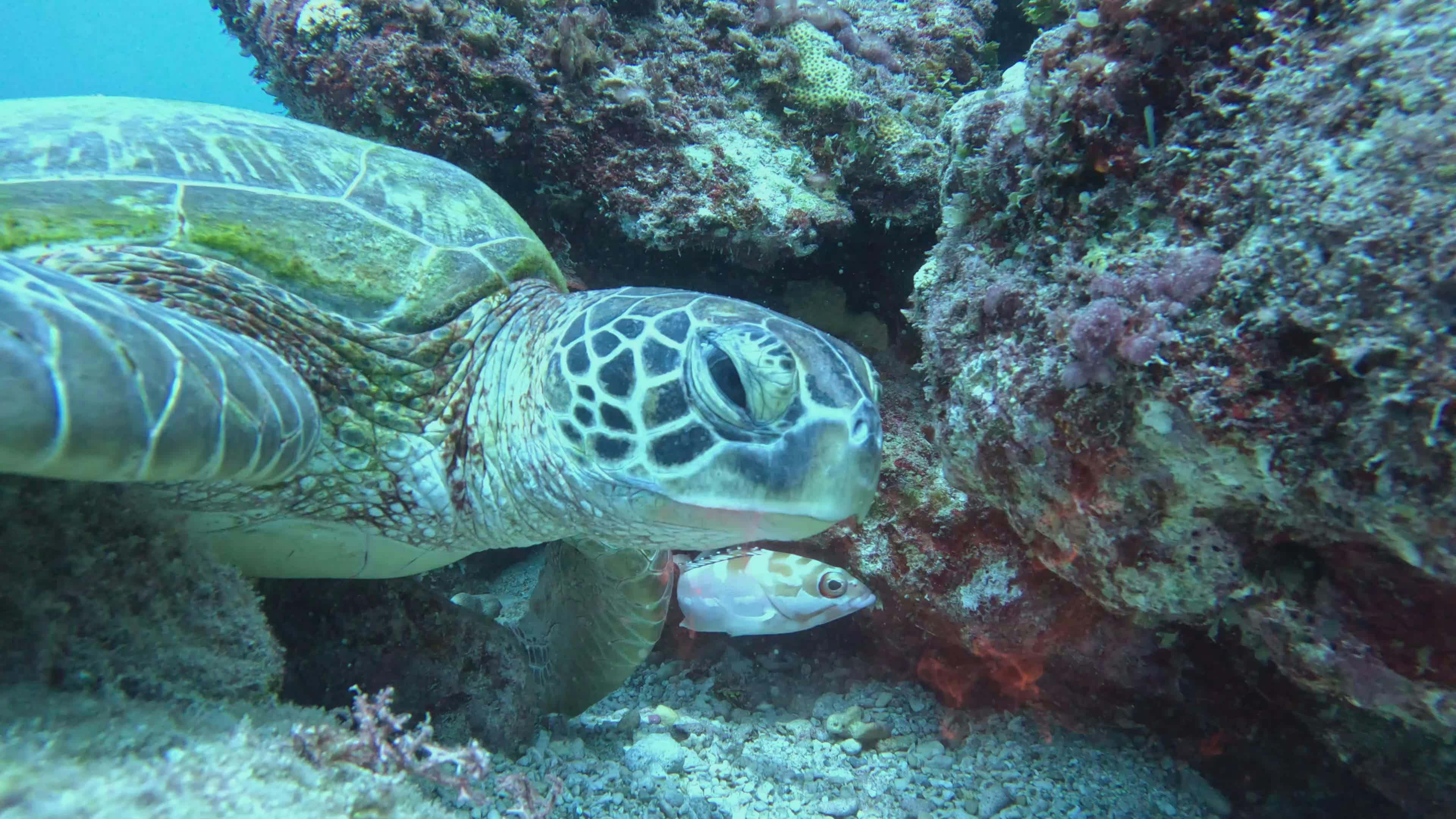 Vídeos de stock gratuitos sobre acuario tropical, acuático, agua clara ...