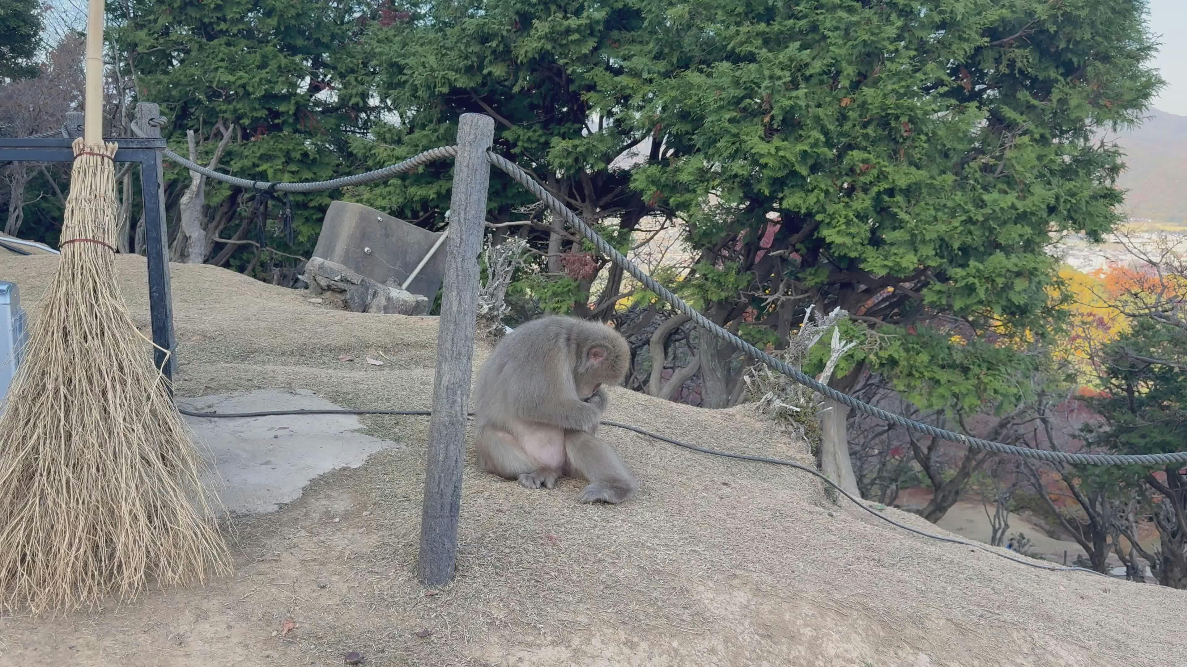 Cute+Nippy+Mp4 Videos, Download The BEST Free 4k Stock Video Footage ...