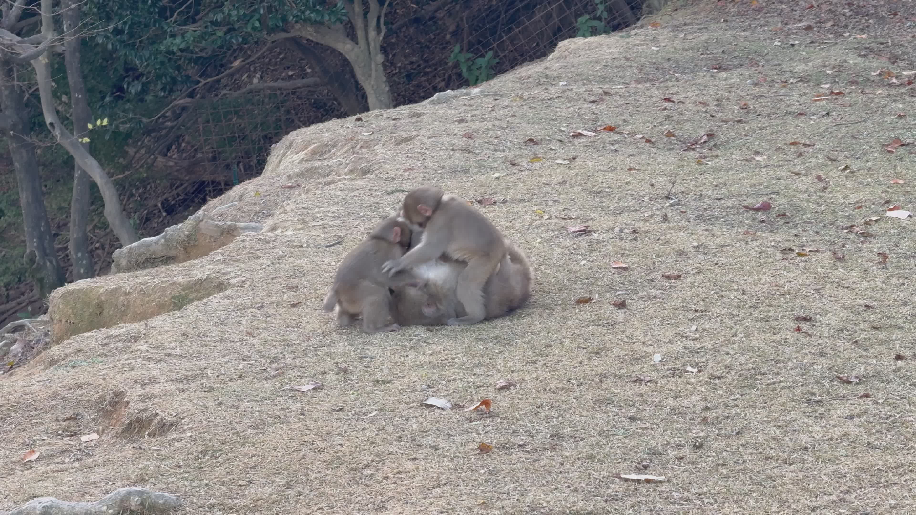 Group of Japanese Macaques Interacting Outdoors Free Stock Video ...