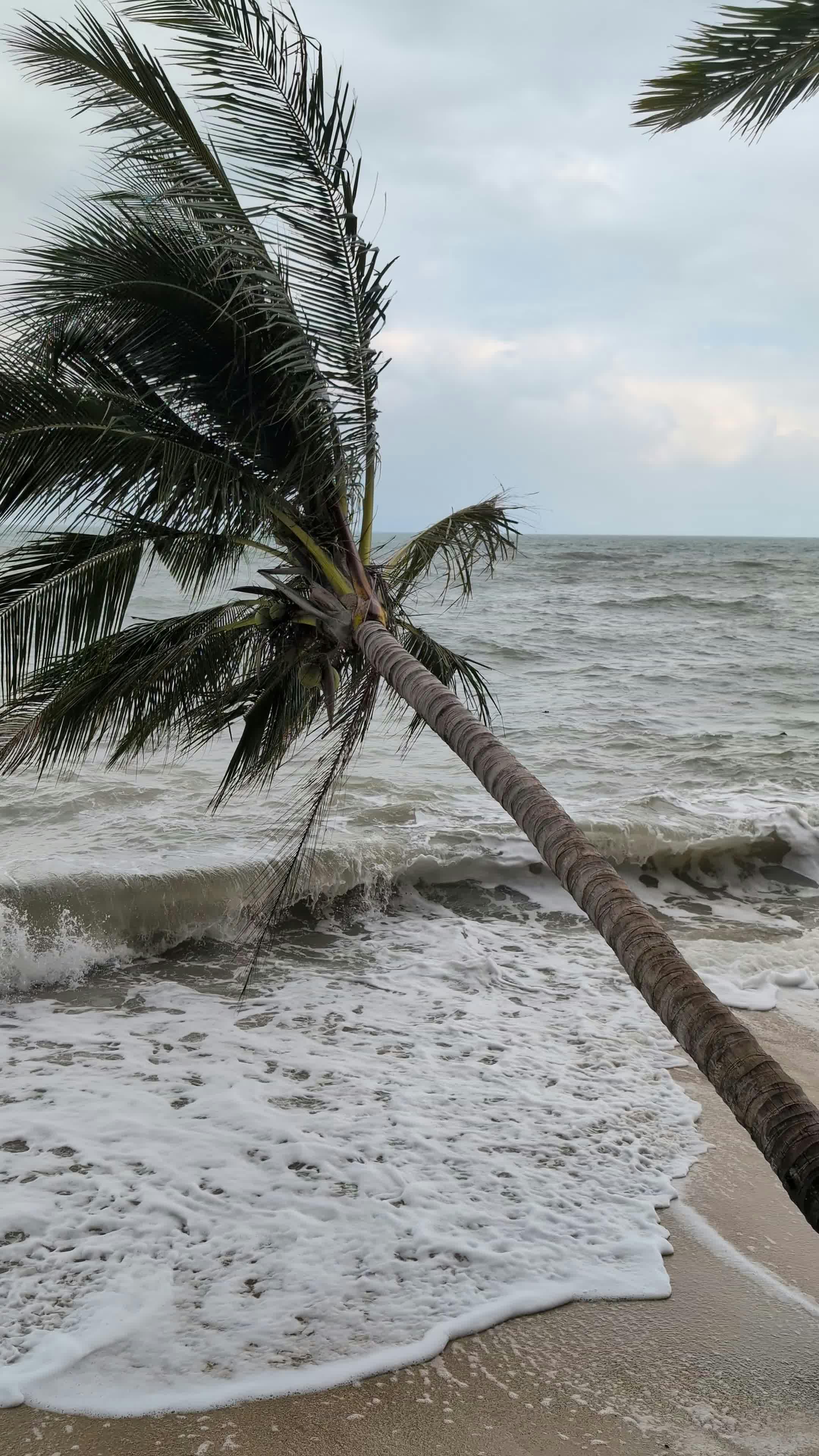Tropical Beach Walk with Palm Trees Free Stock Video Footage, Royalty ...