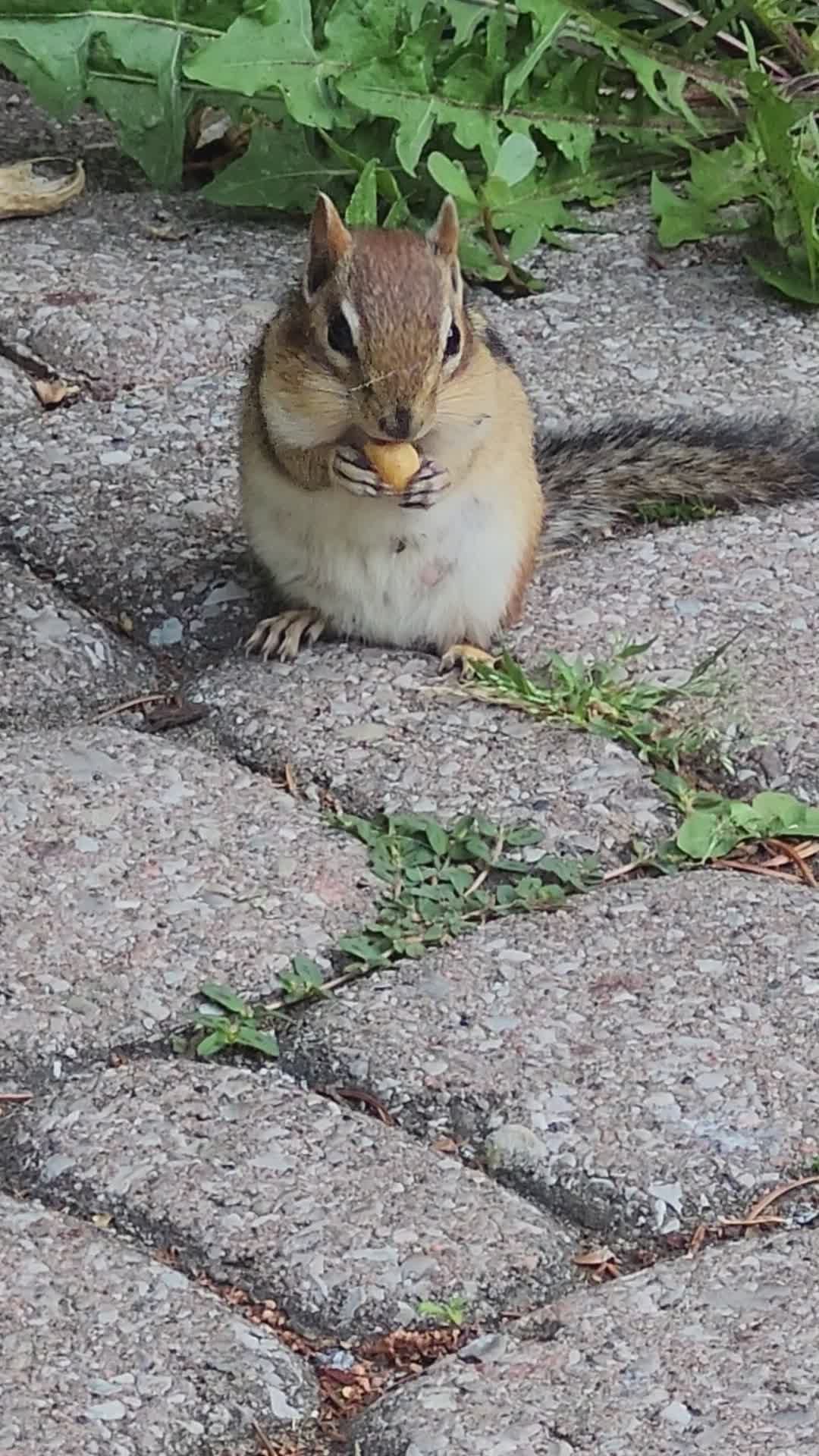 Chipmunk Eating Nut on Garden Pathway Free Stock Video Footage, Royalty ...