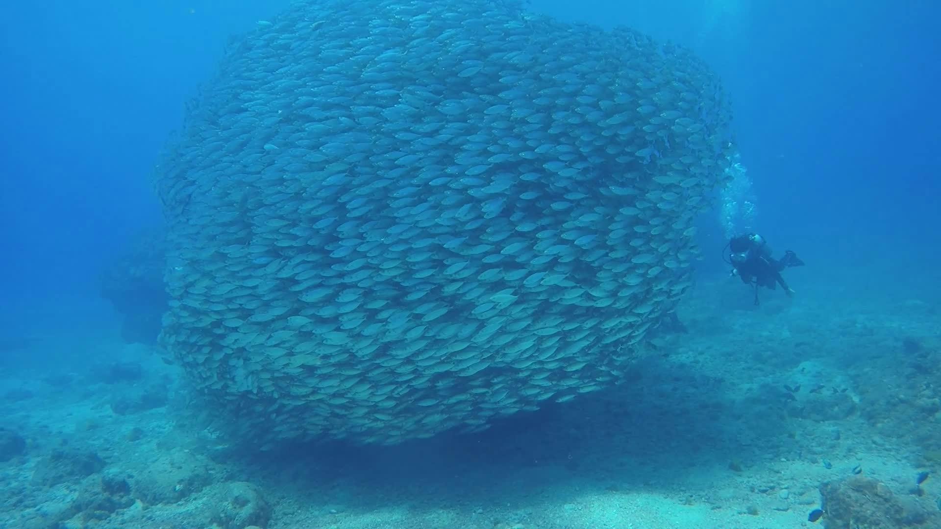 Oily+Micro+Bikini+Dance Videos, Download The BEST Free 4k Stock Video ...