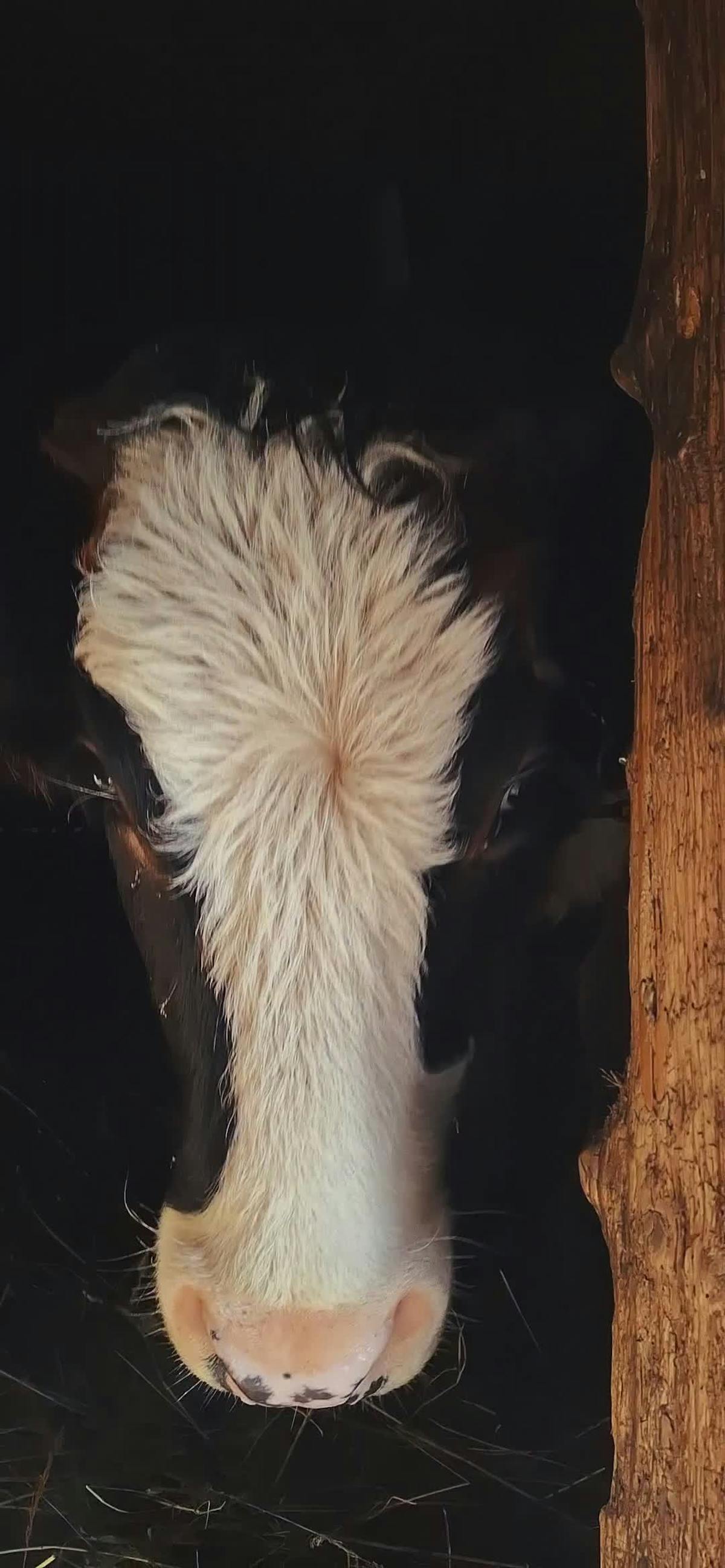 Baby Animals Videos, Download The BEST Free 4k Stock Video Footage ...