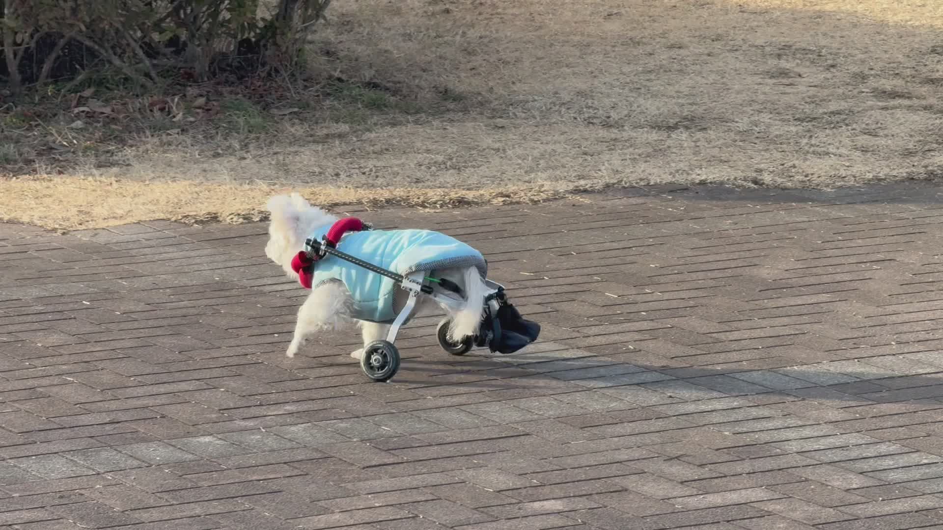 Behinderter Hund Im Rollstuhl Genießt Parkspaziergang · Kostenloses ...