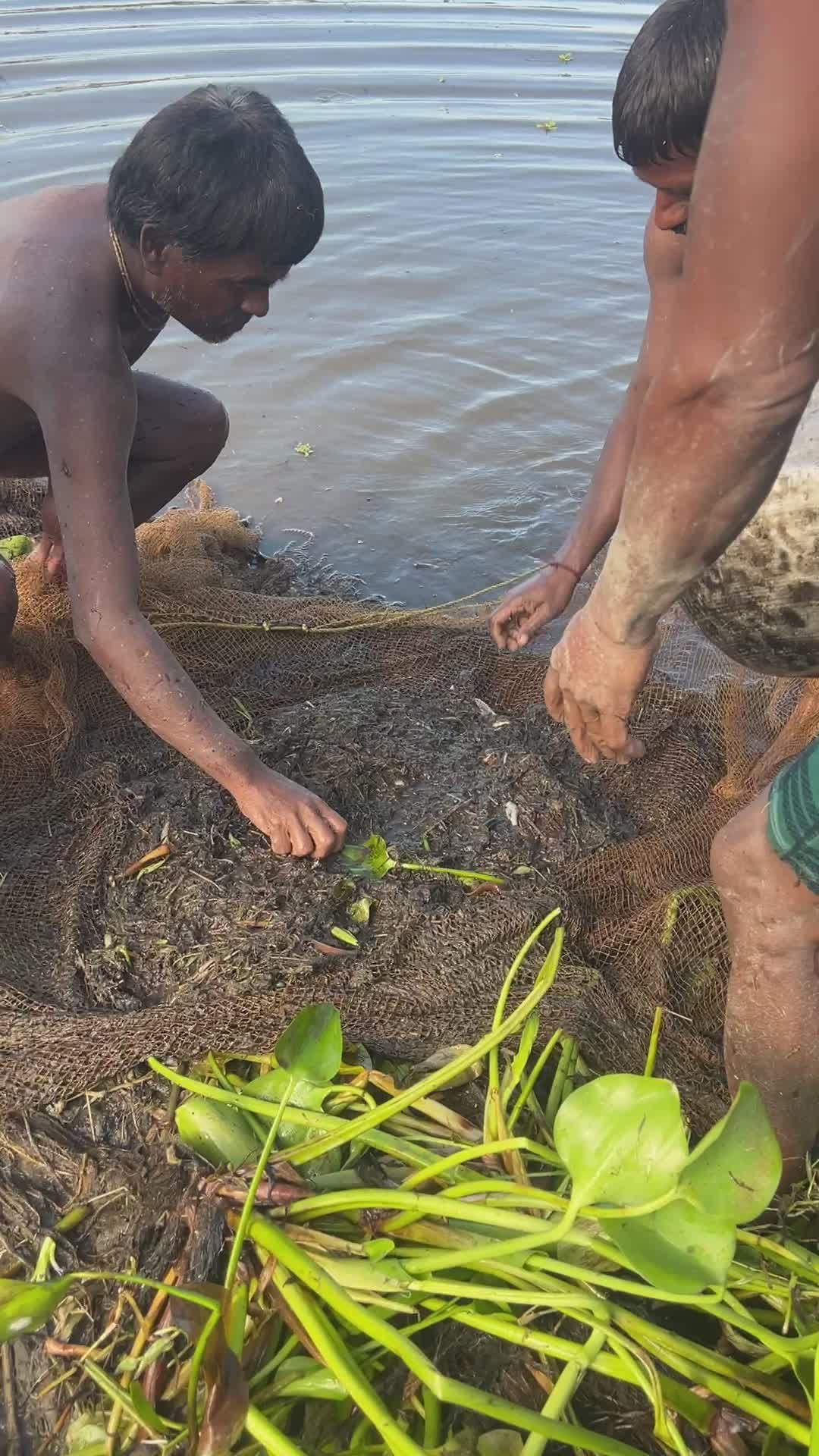 Traditional Fishing in a Rural Bangladeshi Village Free Stock Video ...