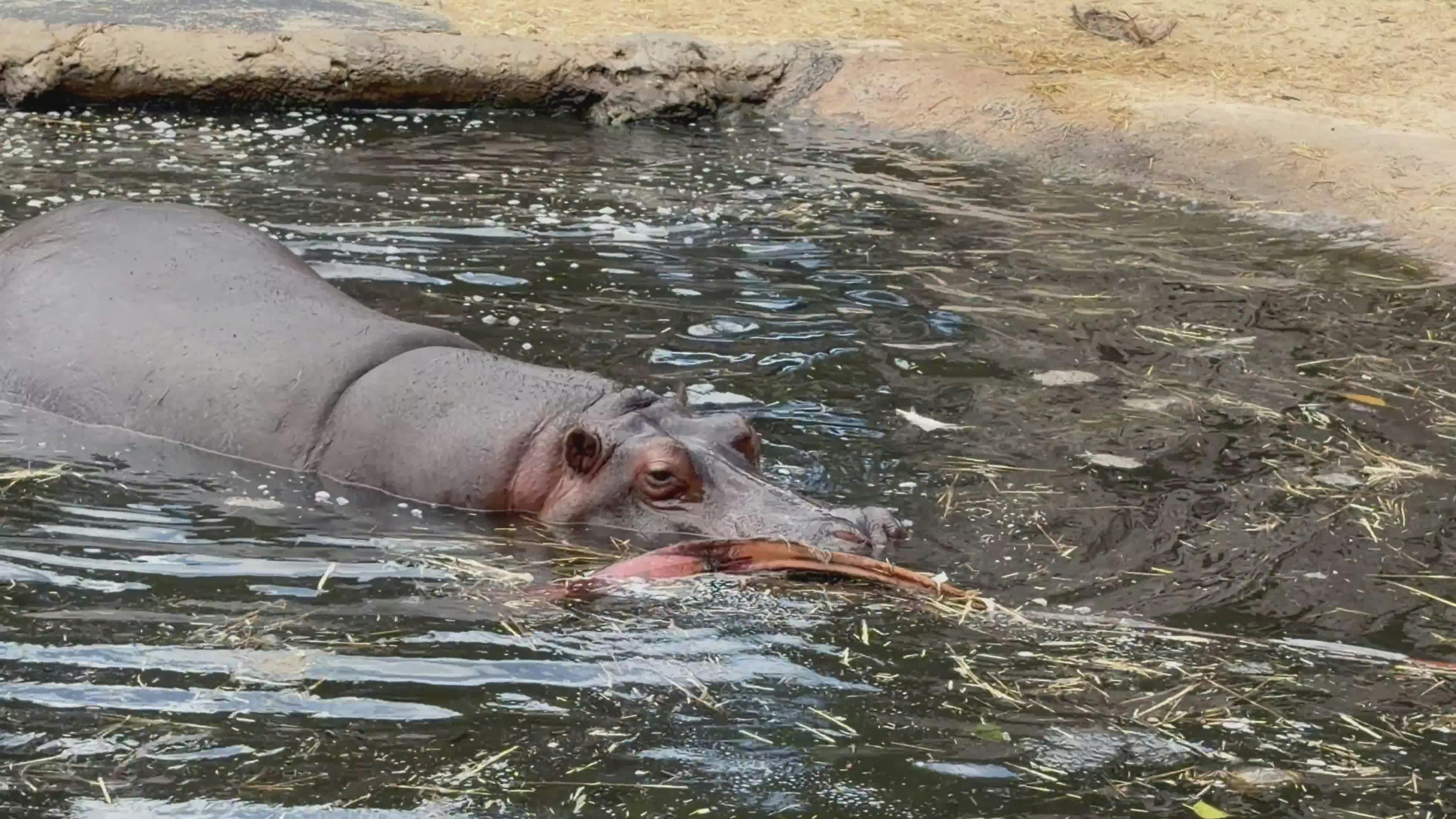 Hippo Playing Videos, Download The BEST Free 4k Stock Video Footage ...