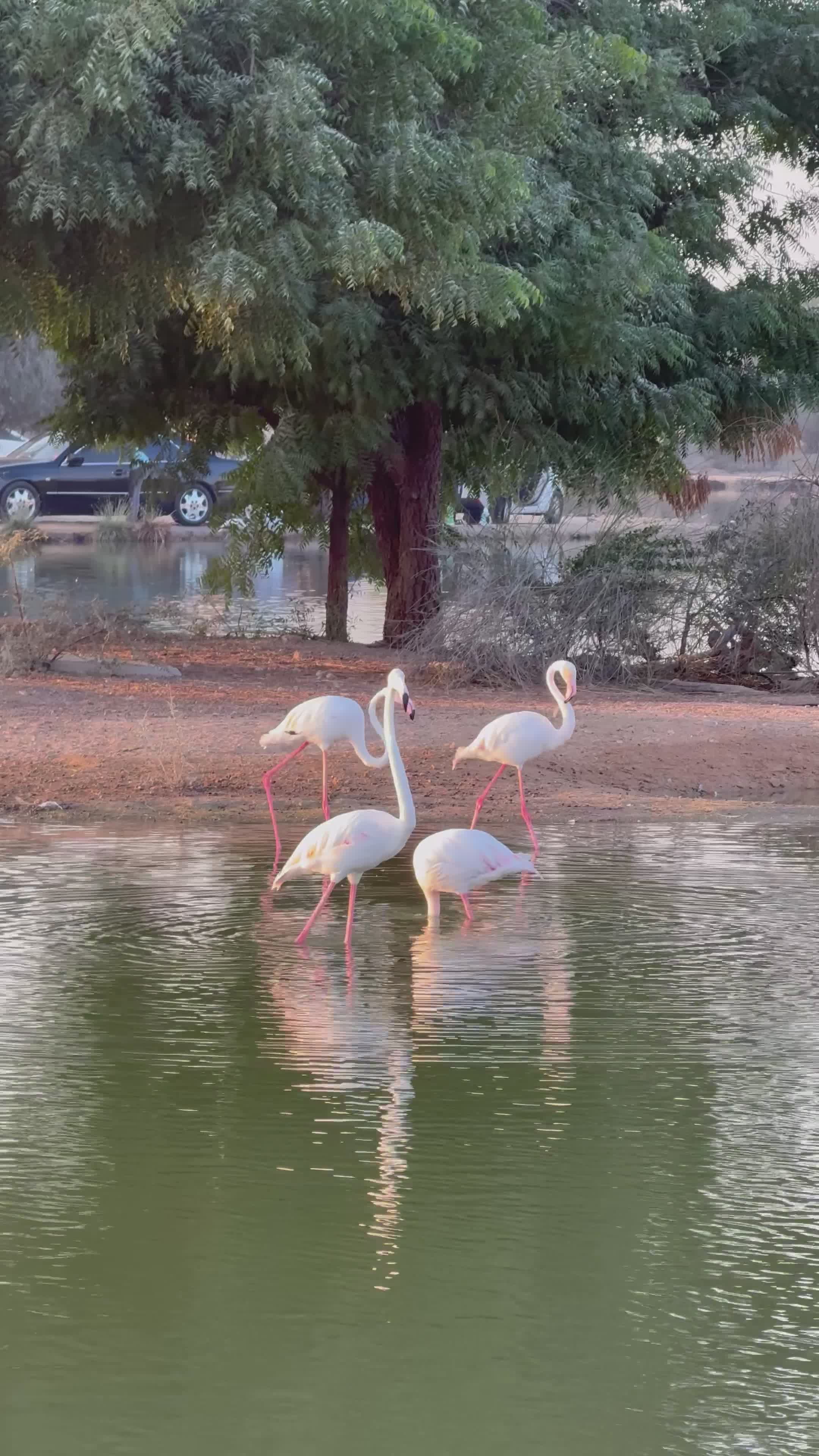 Flamingos Grazing Peacefully by Lake Free Stock Video Footage, Royalty ...
