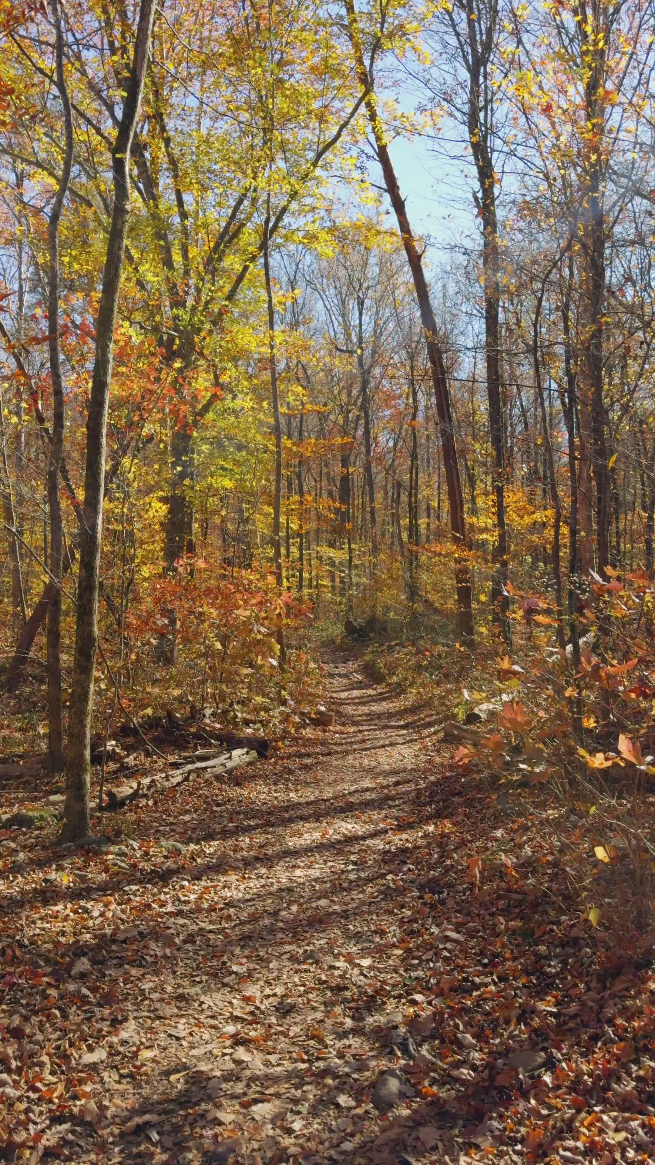 Autumn Forest Trail in Cloudland Canyon Free Stock Video Footage ...