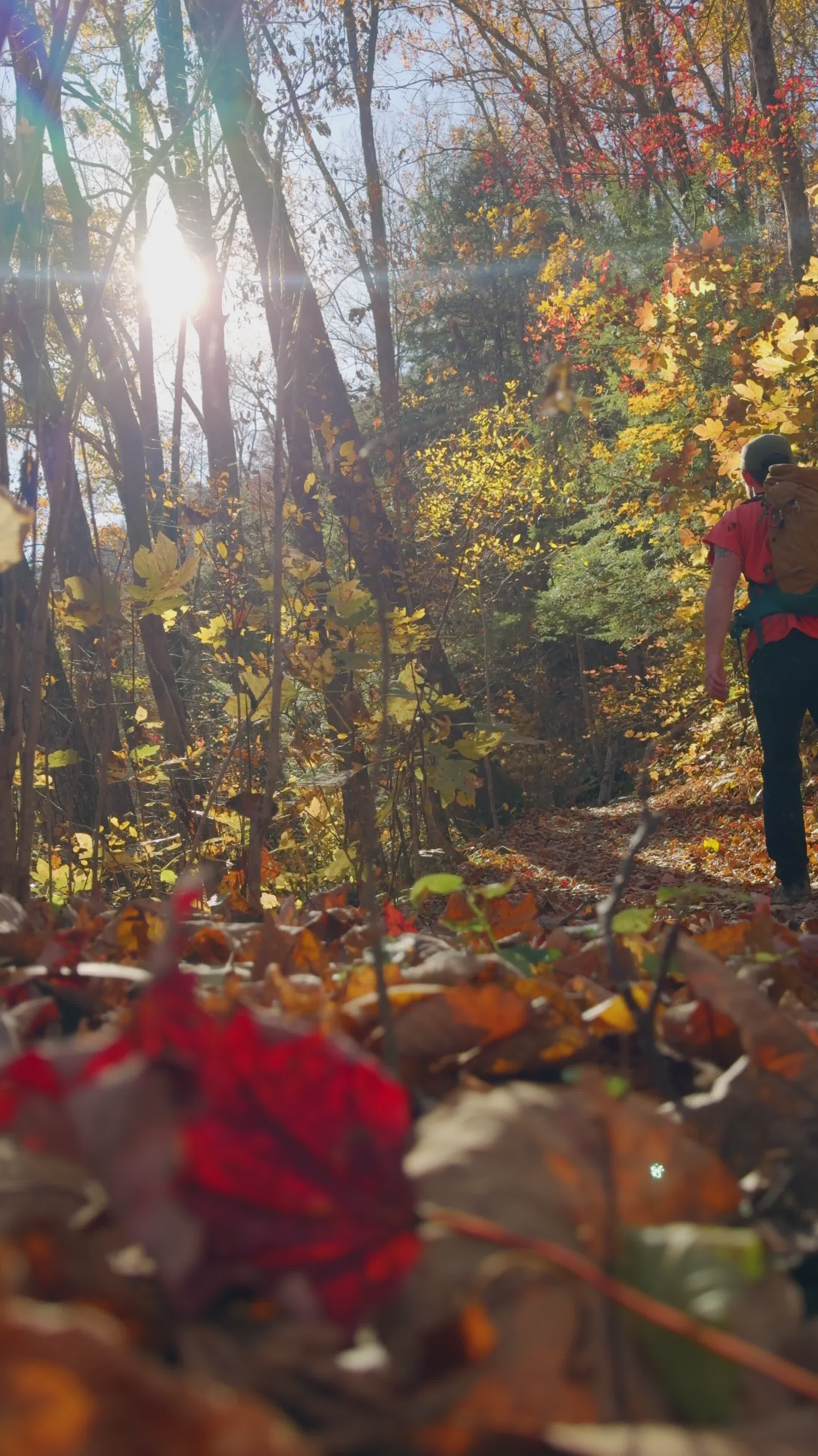 Scenic Fall Hike in Autumn Forest Free Stock Video Footage, Royalty ...