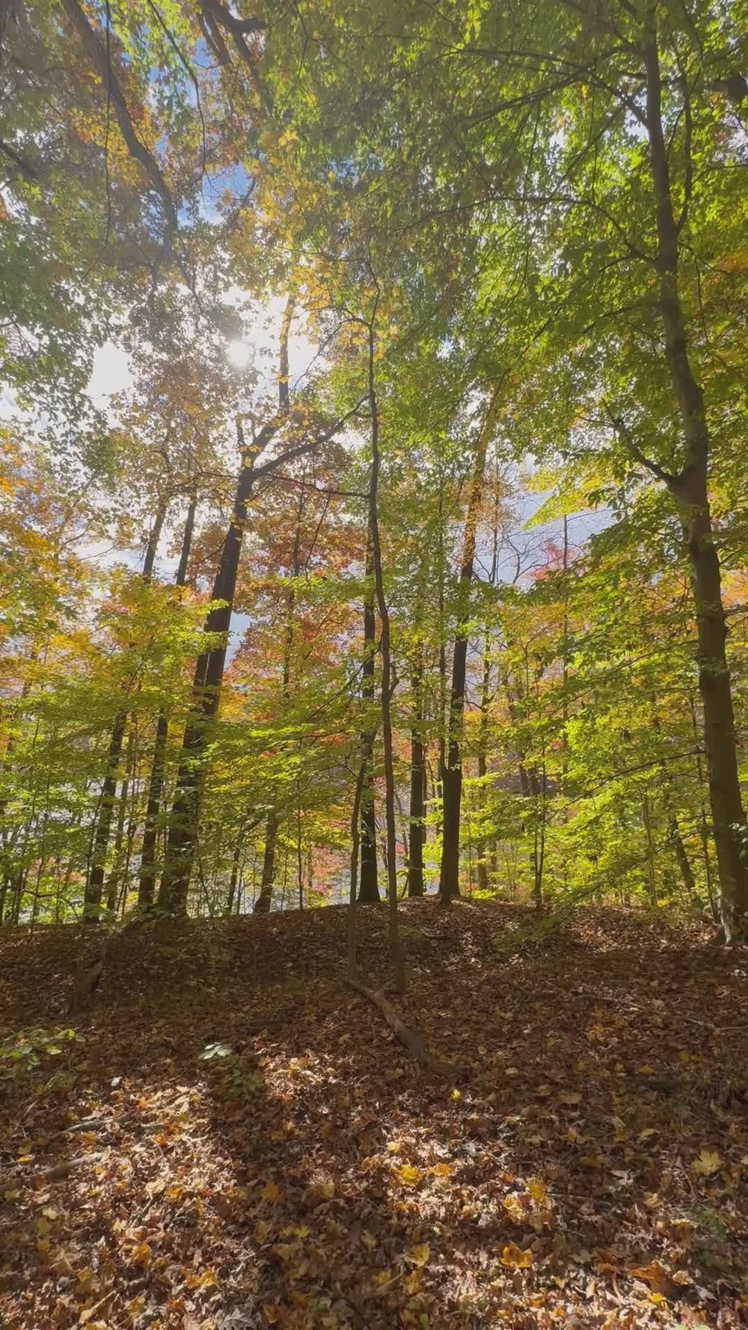 Scenic Fall Hike in Autumn Forest Free Stock Video Footage, Royalty ...