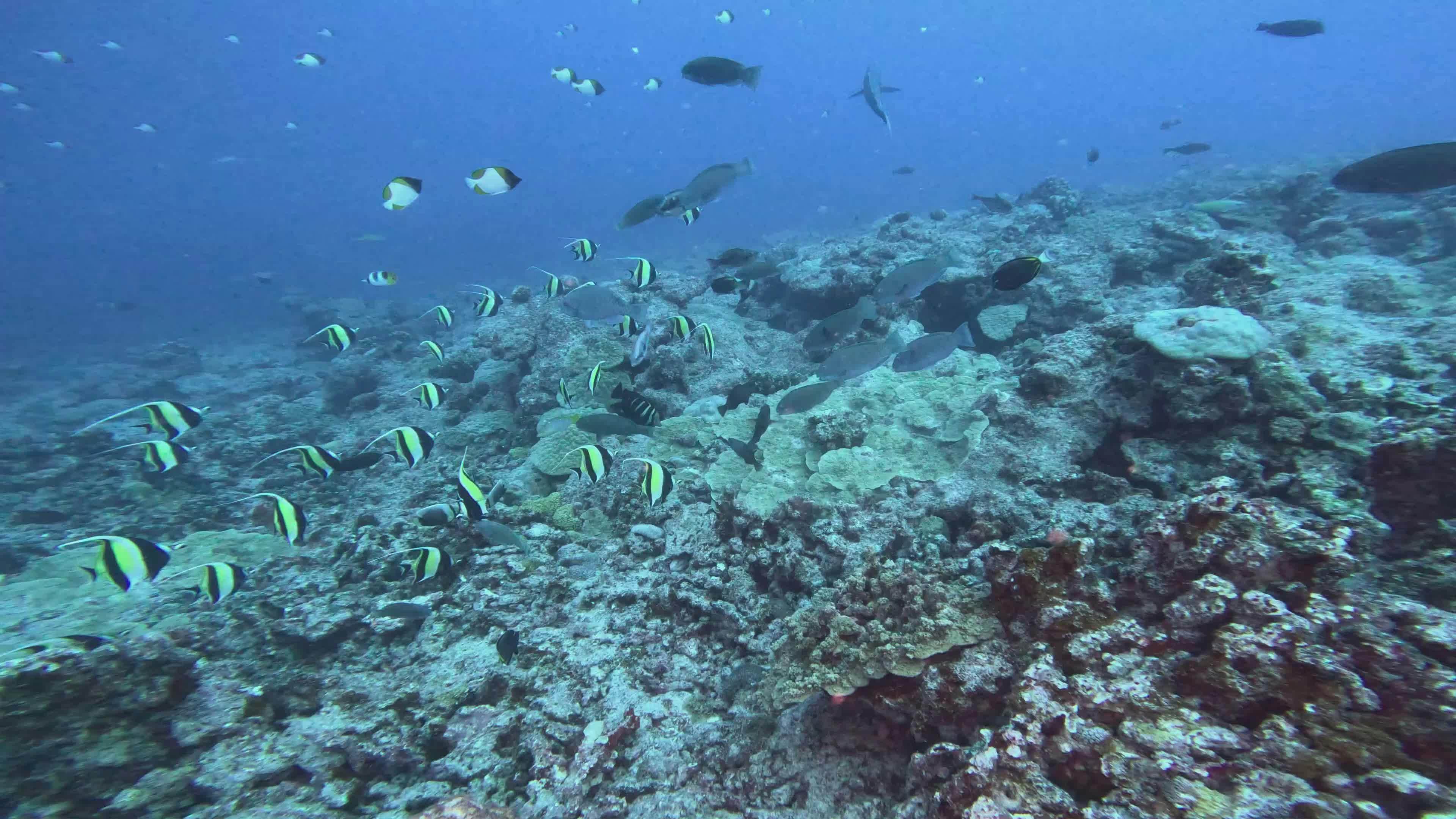 Underwater Coral Reef and Tropical Fish Scene Free Stock Video Footage ...